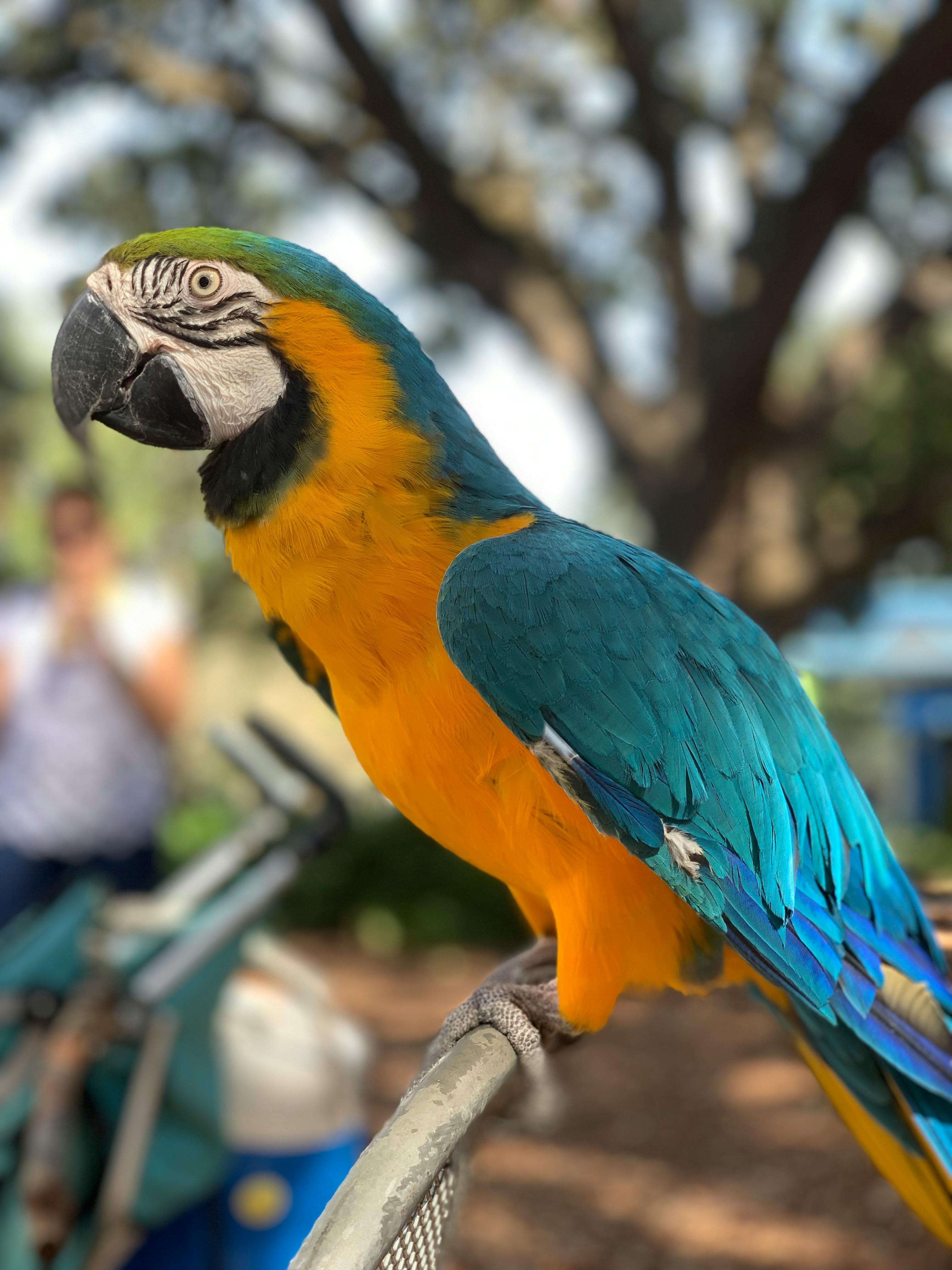 Macaw Perching on Branch in Park · Free Stock Photo