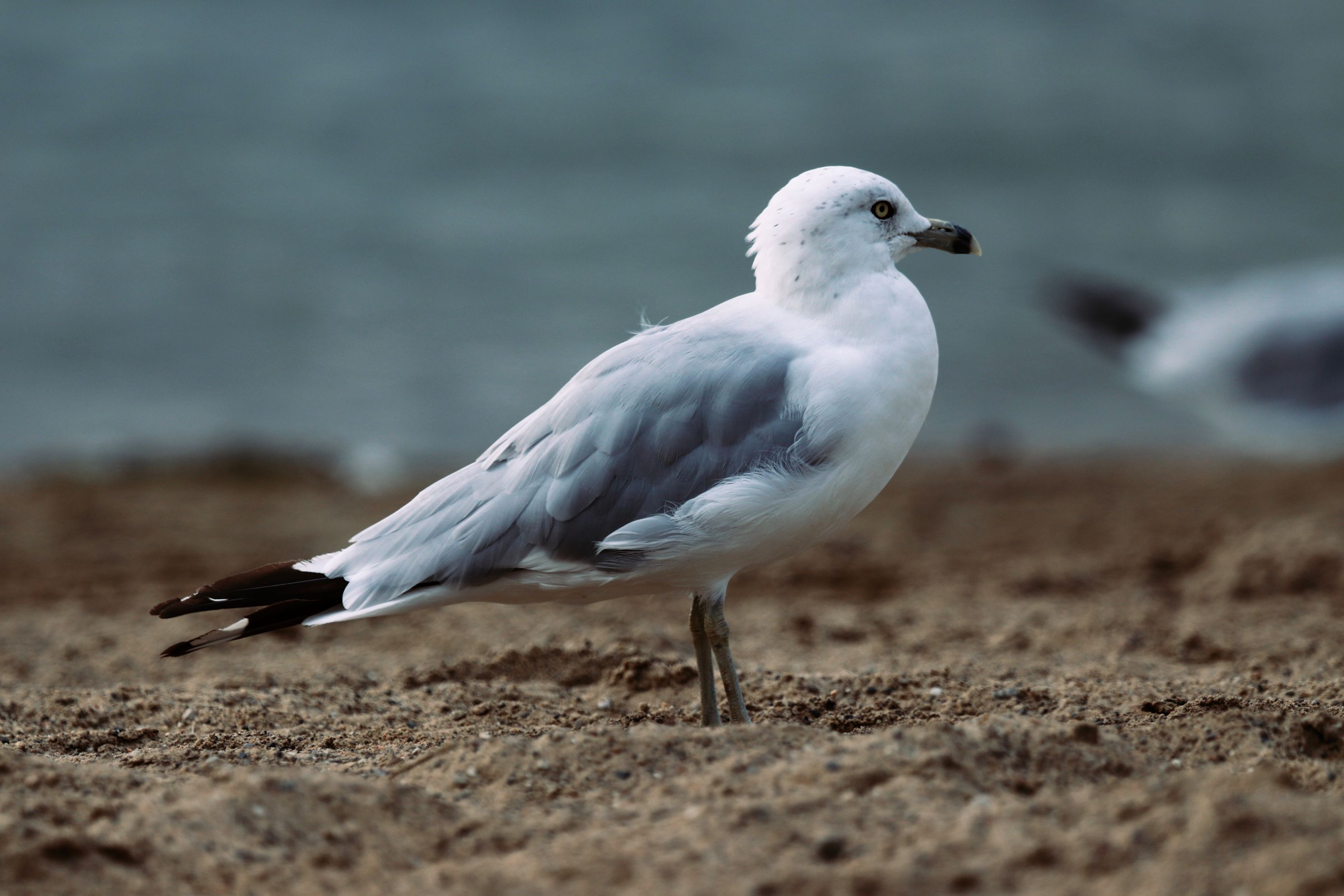 Seagulls Standing on a Wooden Fence Near a Beach · Free Stock Photo