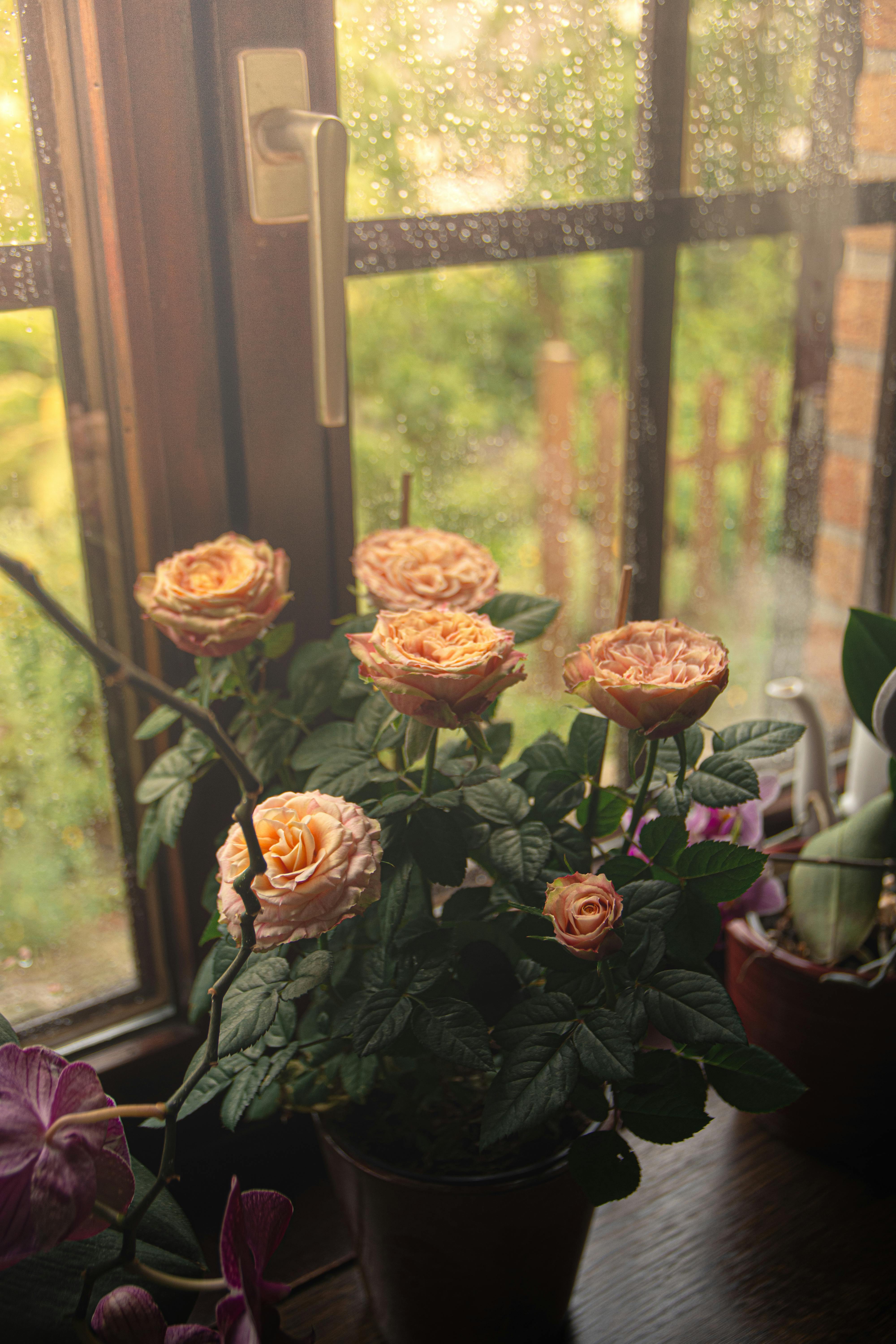 Roses on Windowsill · Free Stock Photo