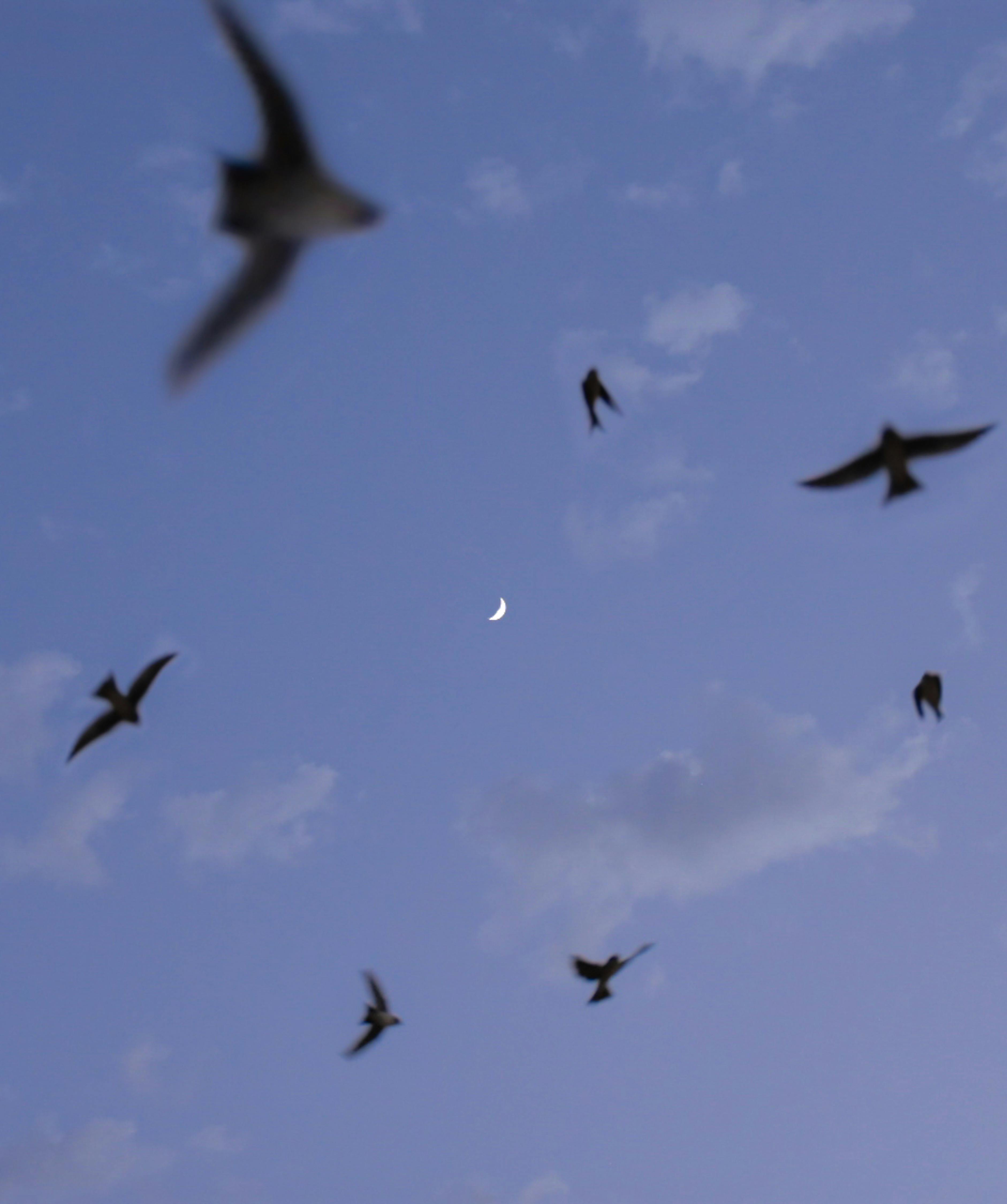 Foto profissional gratuita de ambiente natural, andaluzia, animais ...