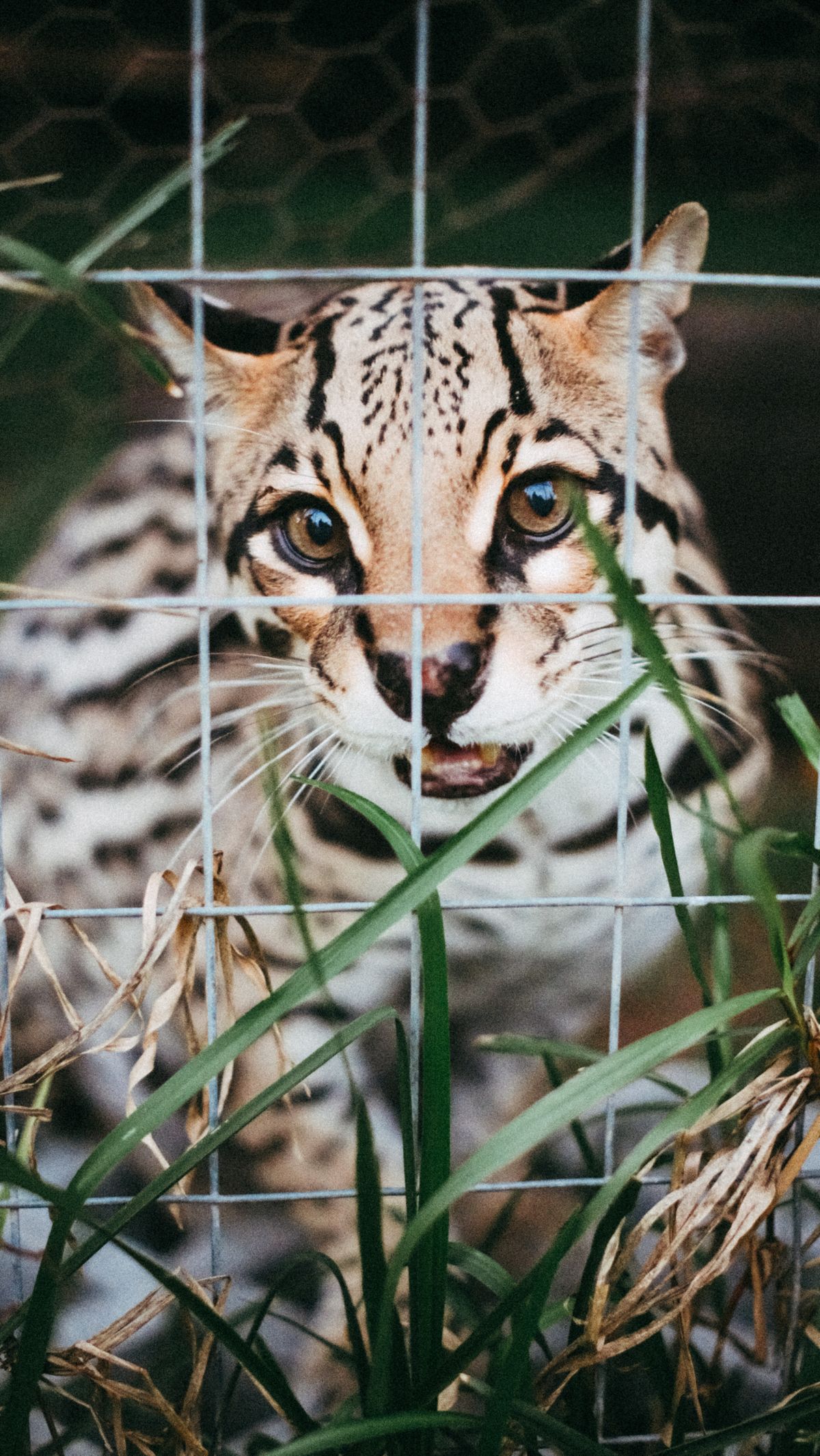 Ocelot Photos, Download The BEST Free Ocelot Stock Photos & HD Images