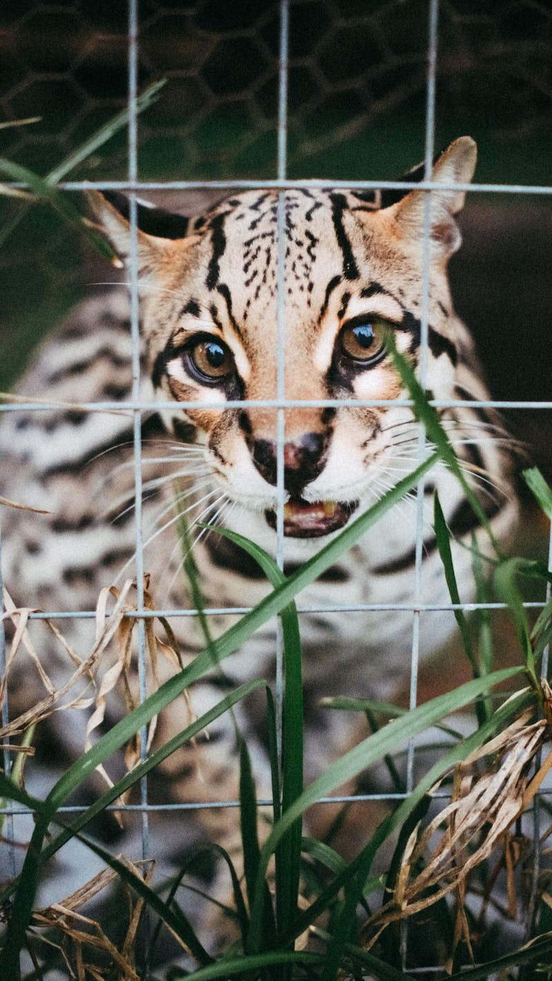 23+ Fotos y Imágenes de Ocelote Gratis · Banco de Fotos Gratis