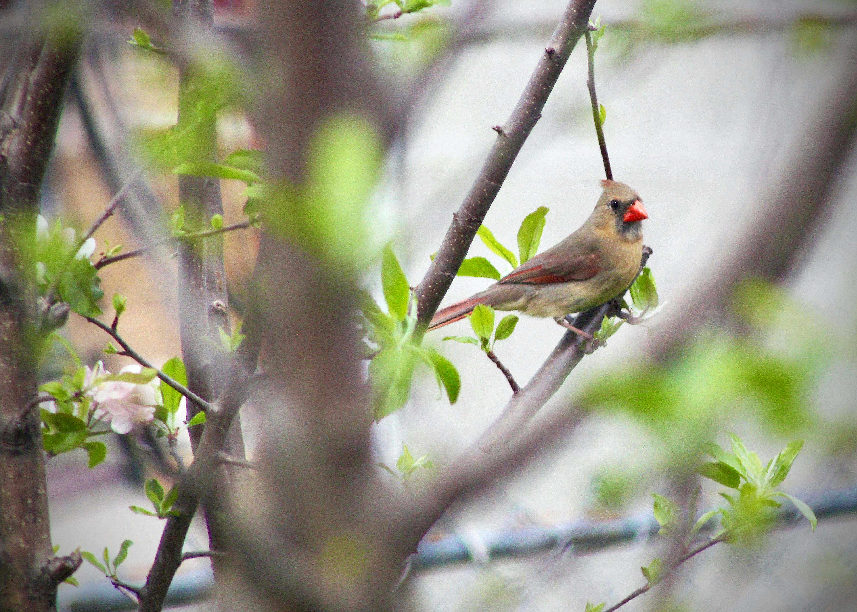 Courtney Stephens - fotografia