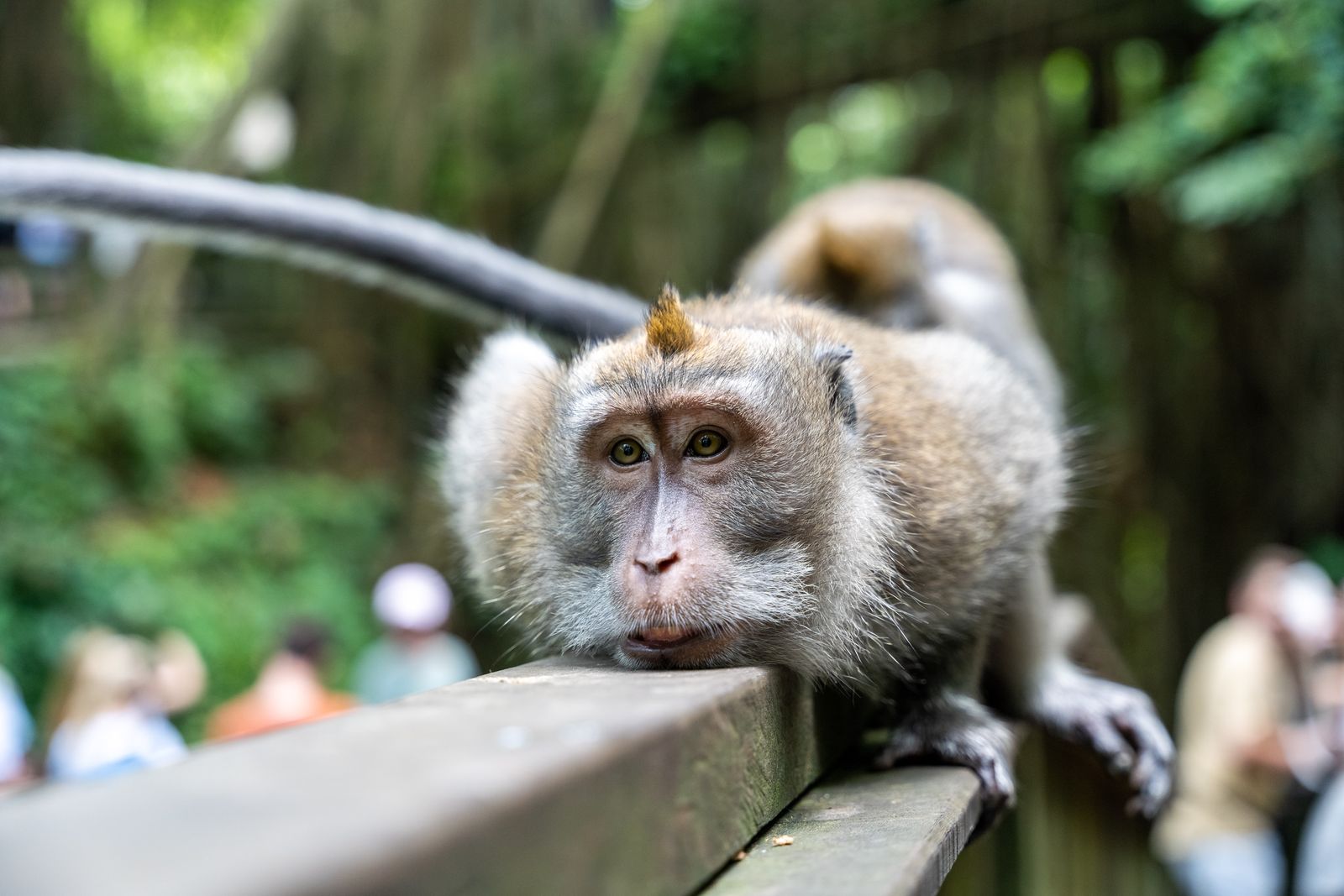 Macaque Photos, Download The BEST Free Macaque Stock Photos & HD Images