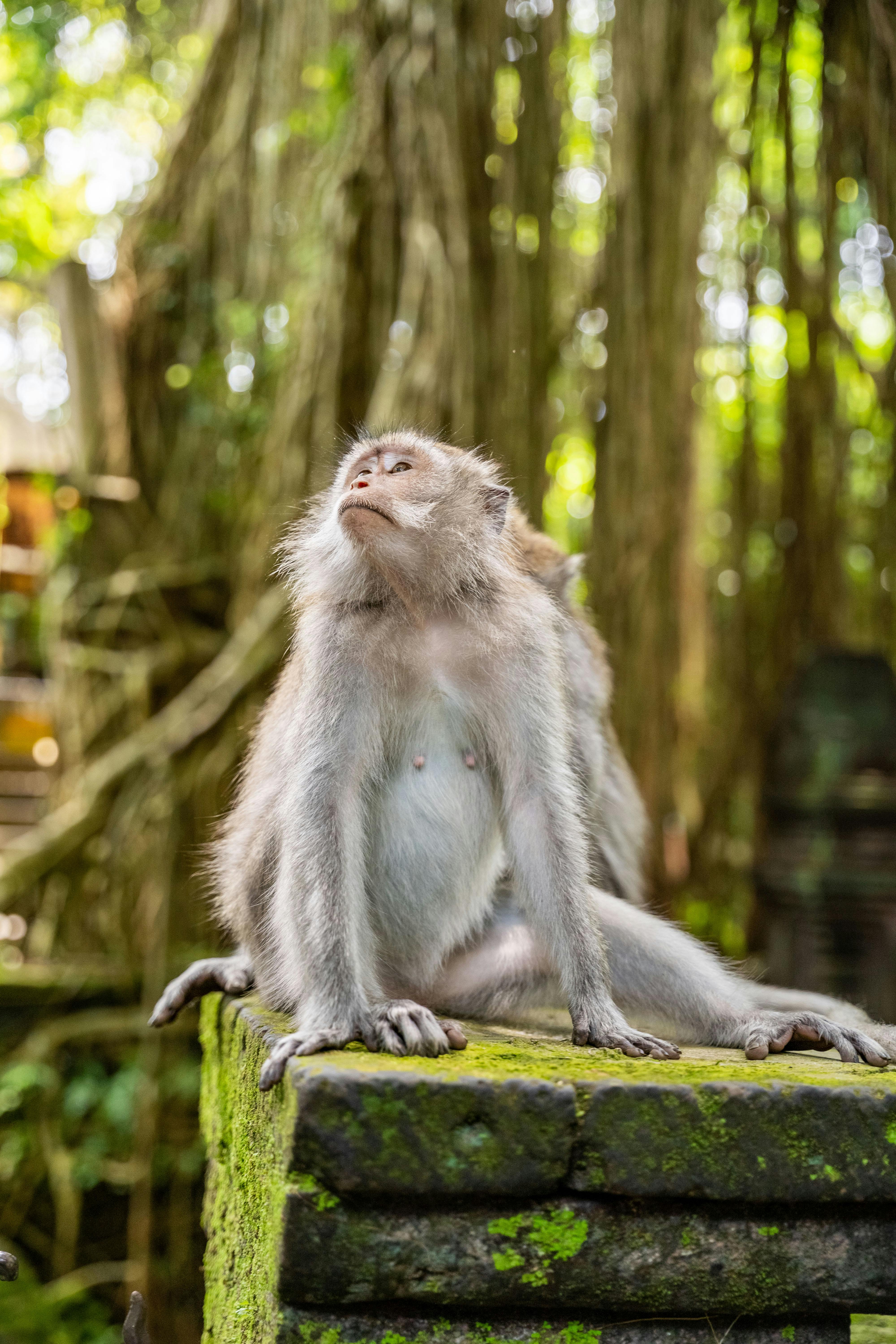 Monkeys Sitting All Over a Man in the Jungle · Free Stock Photo