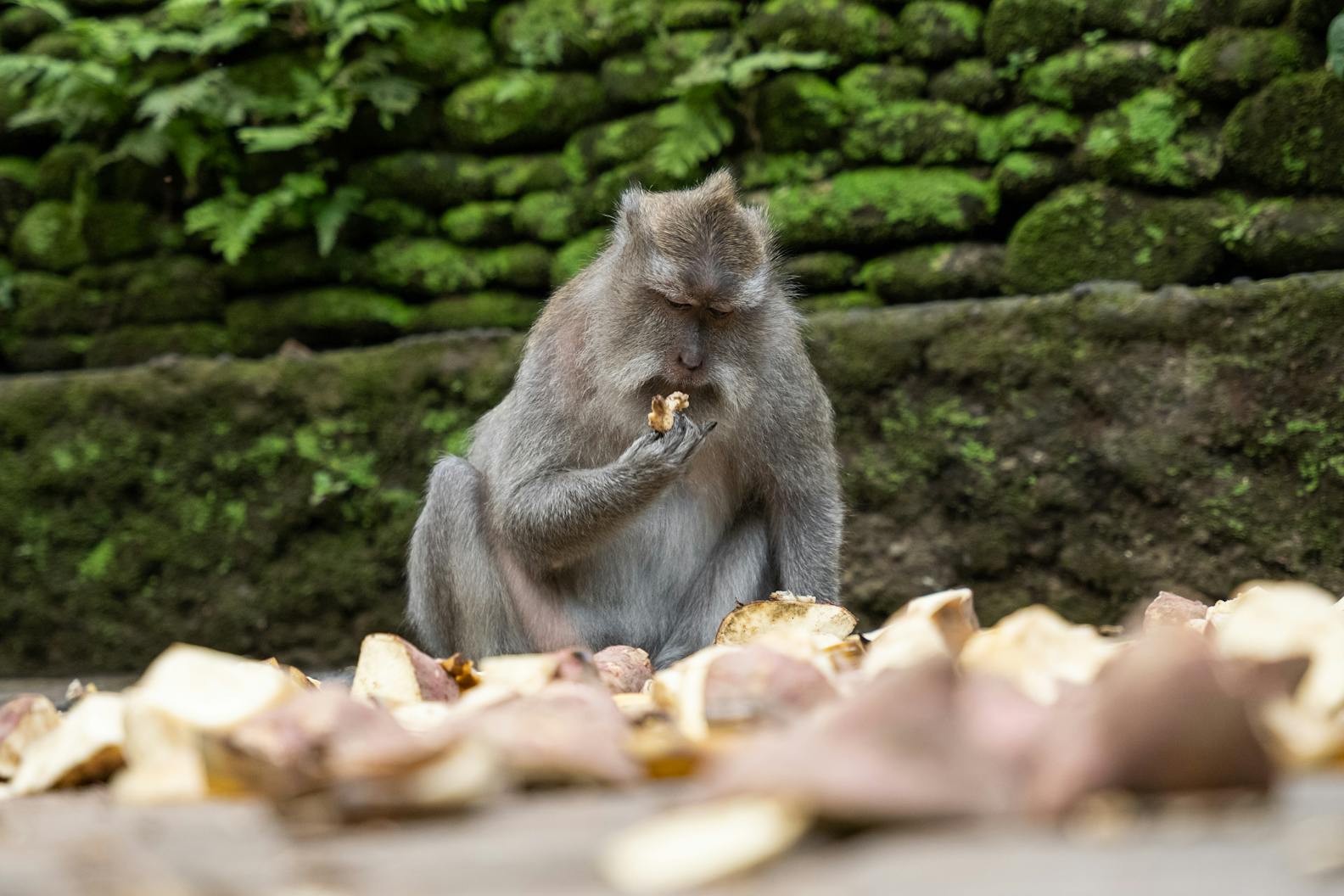 Crab Eating Macaque: Habitat, Diet, and Conservation Efforts