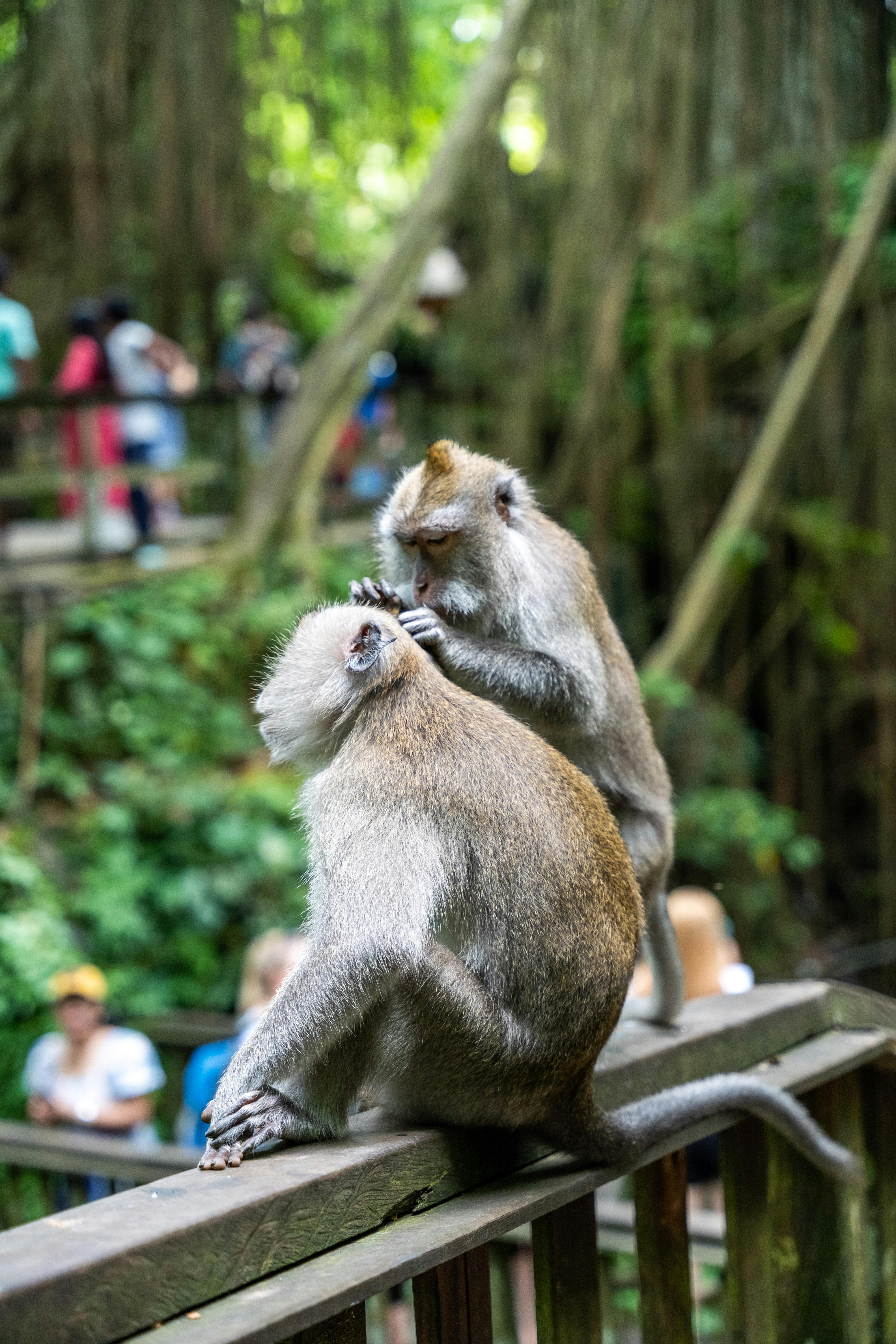 Macaque Grooming other Monkey · Free Stock Photo