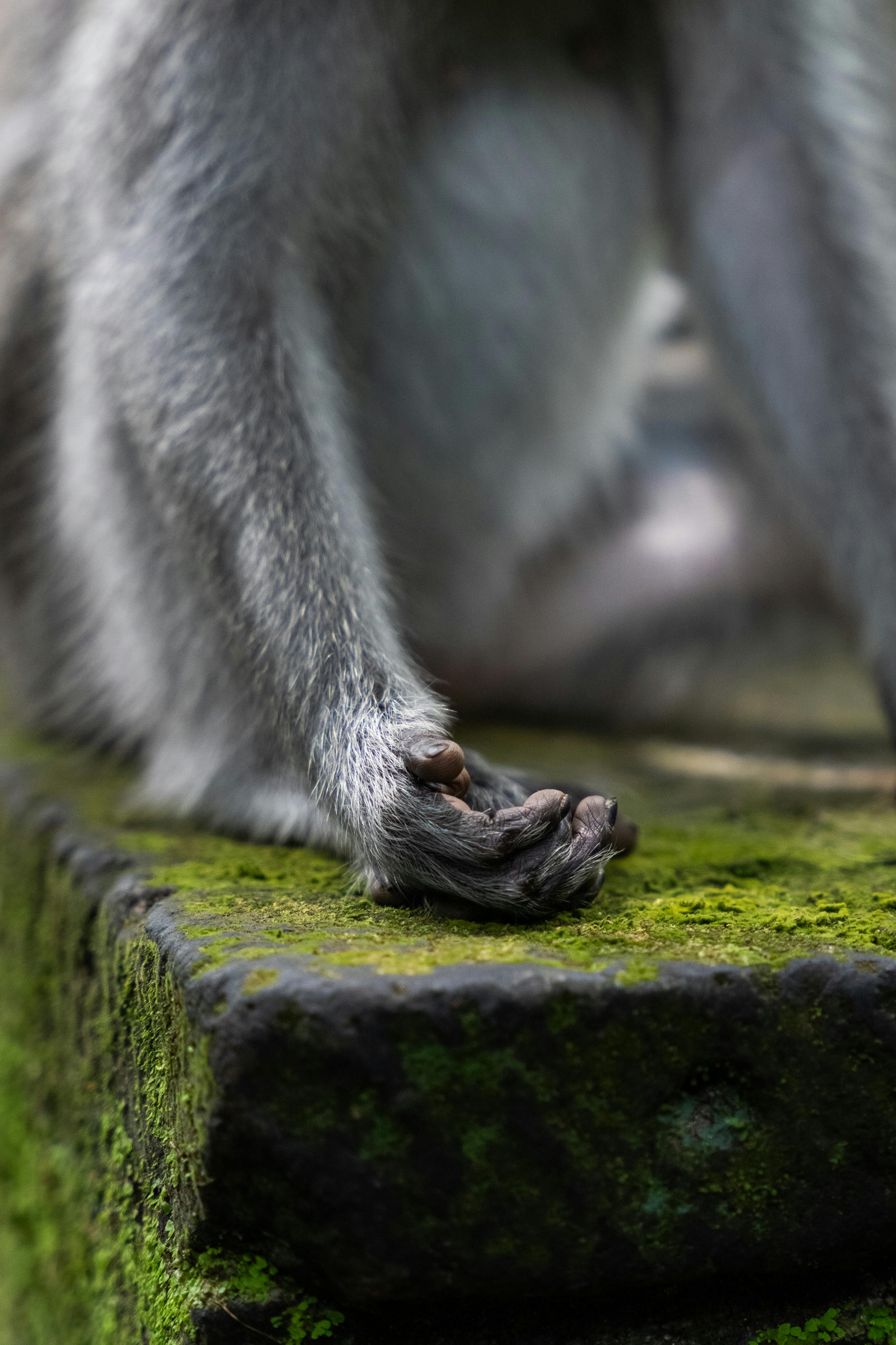 Wildlife Paw Photos, Download The BEST Free Wildlife Paw Stock Photos ...