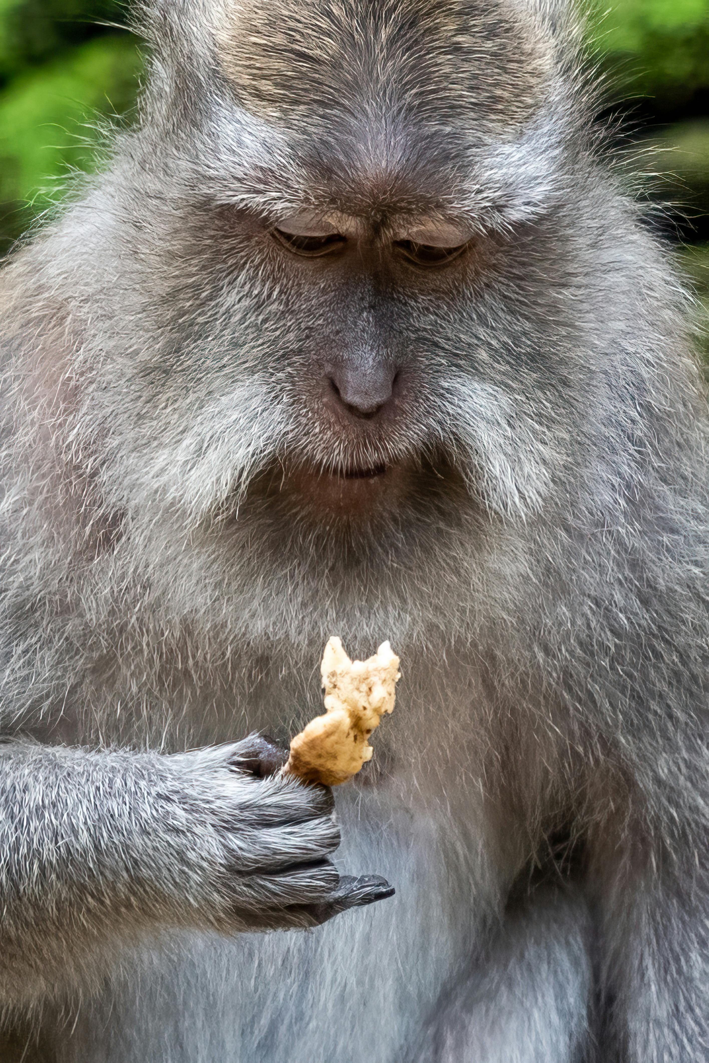 Portrait of a Macaque Eating · Free Stock Photo