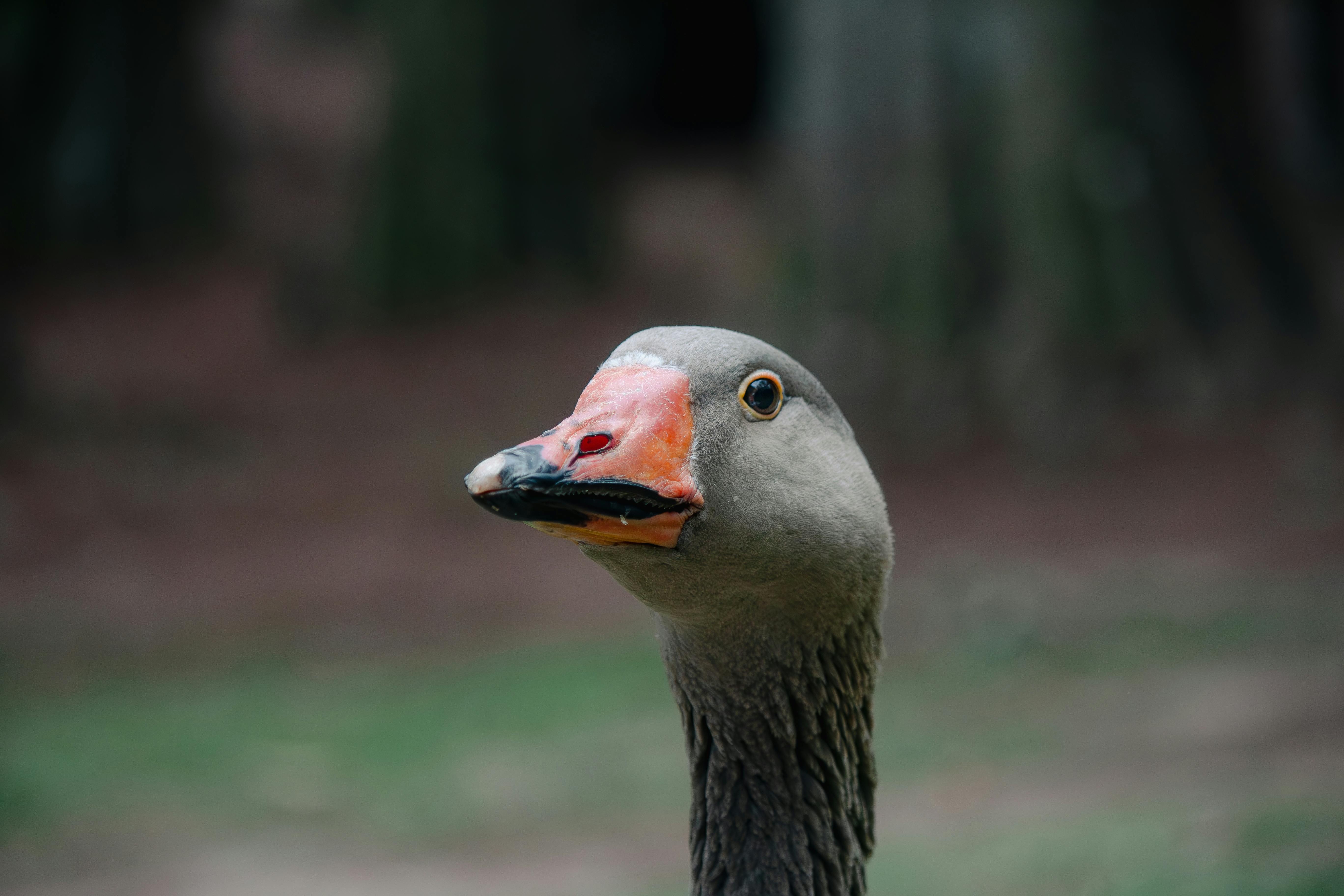 Brown and White Goose · Free Stock Photo