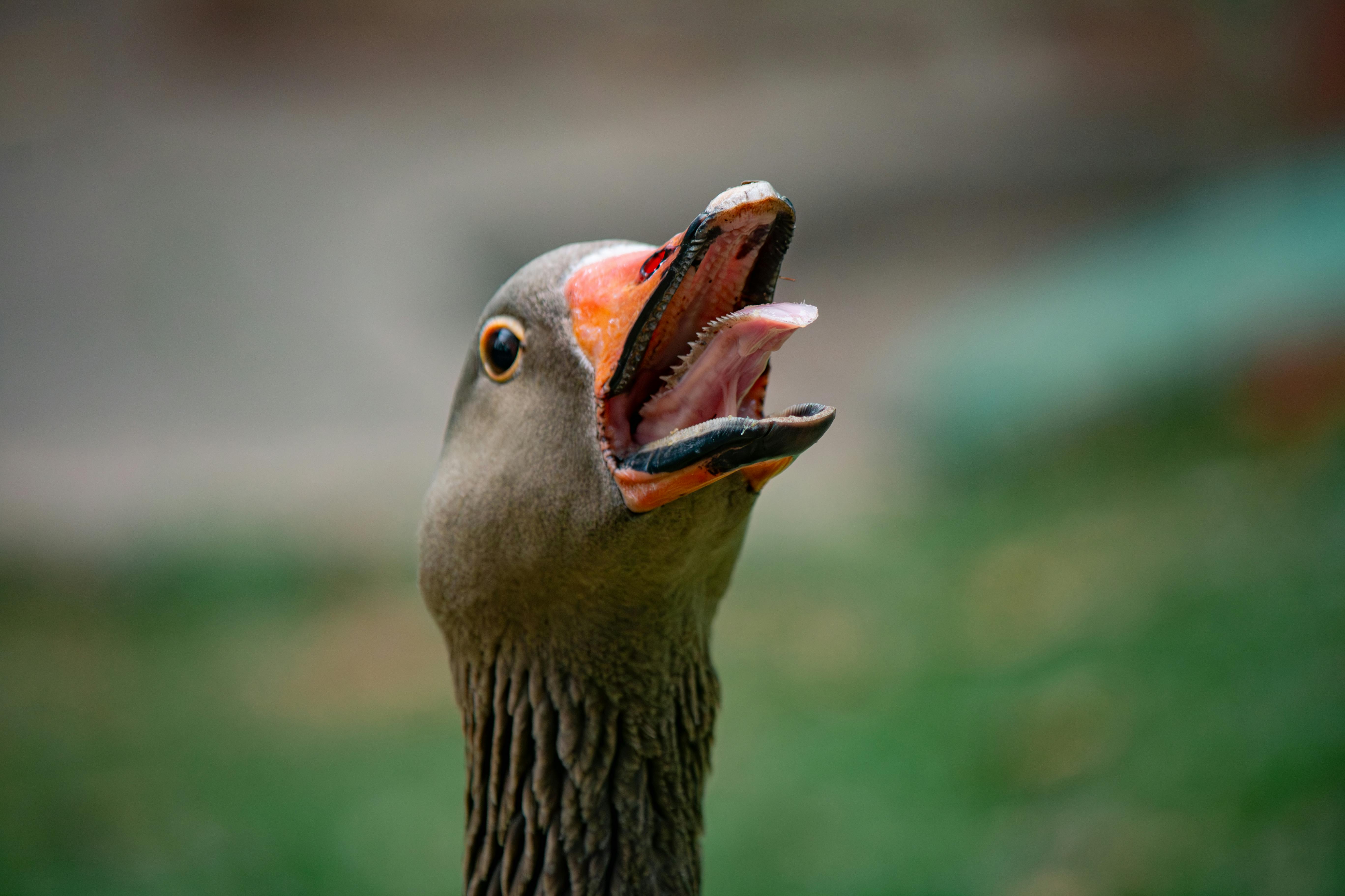 Screaming Bird Photos, Download The BEST Free Screaming Bird Stock ...