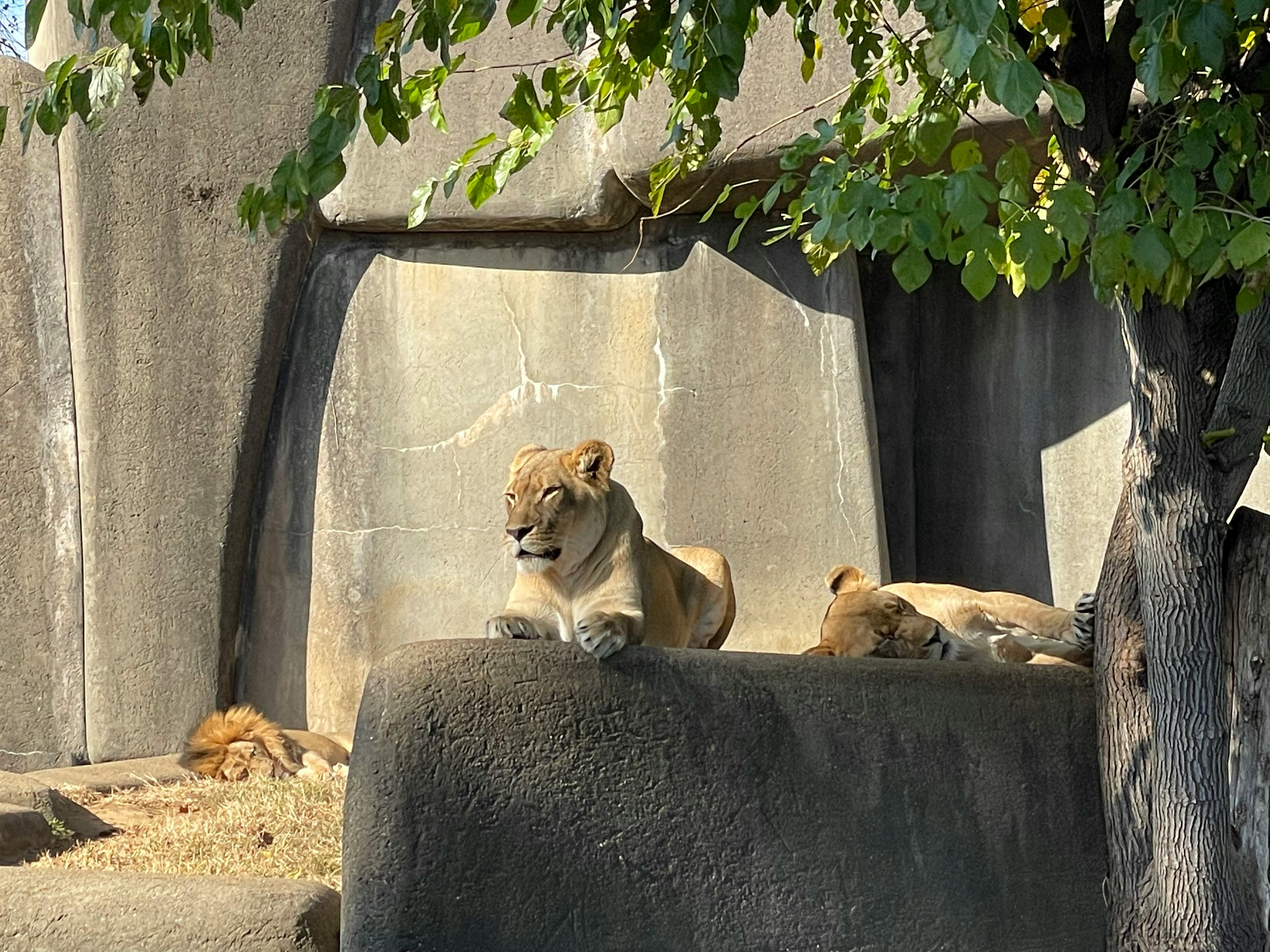 Courtney Stephens - Photographie