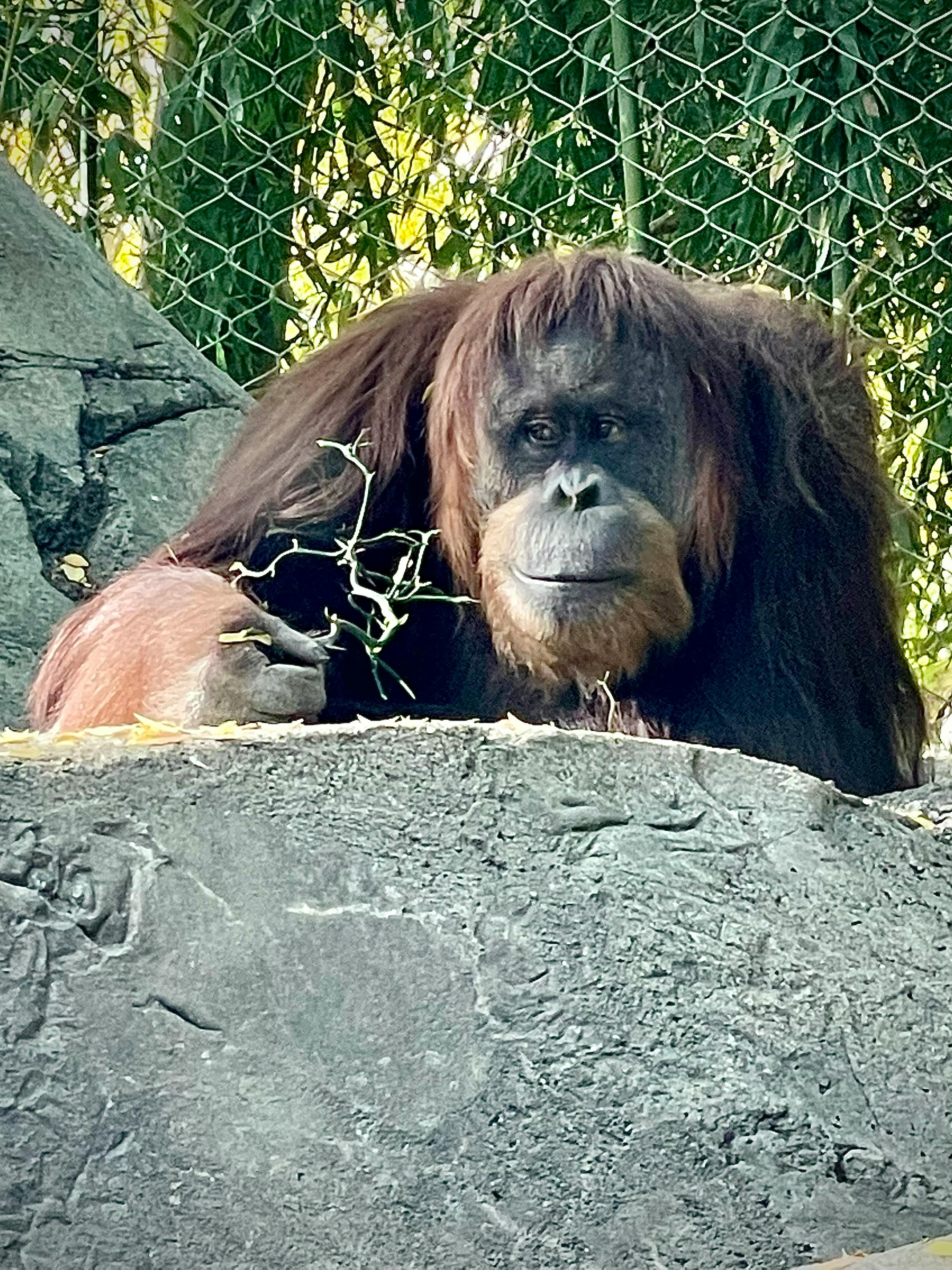 Courtney Stephens - Fotografía