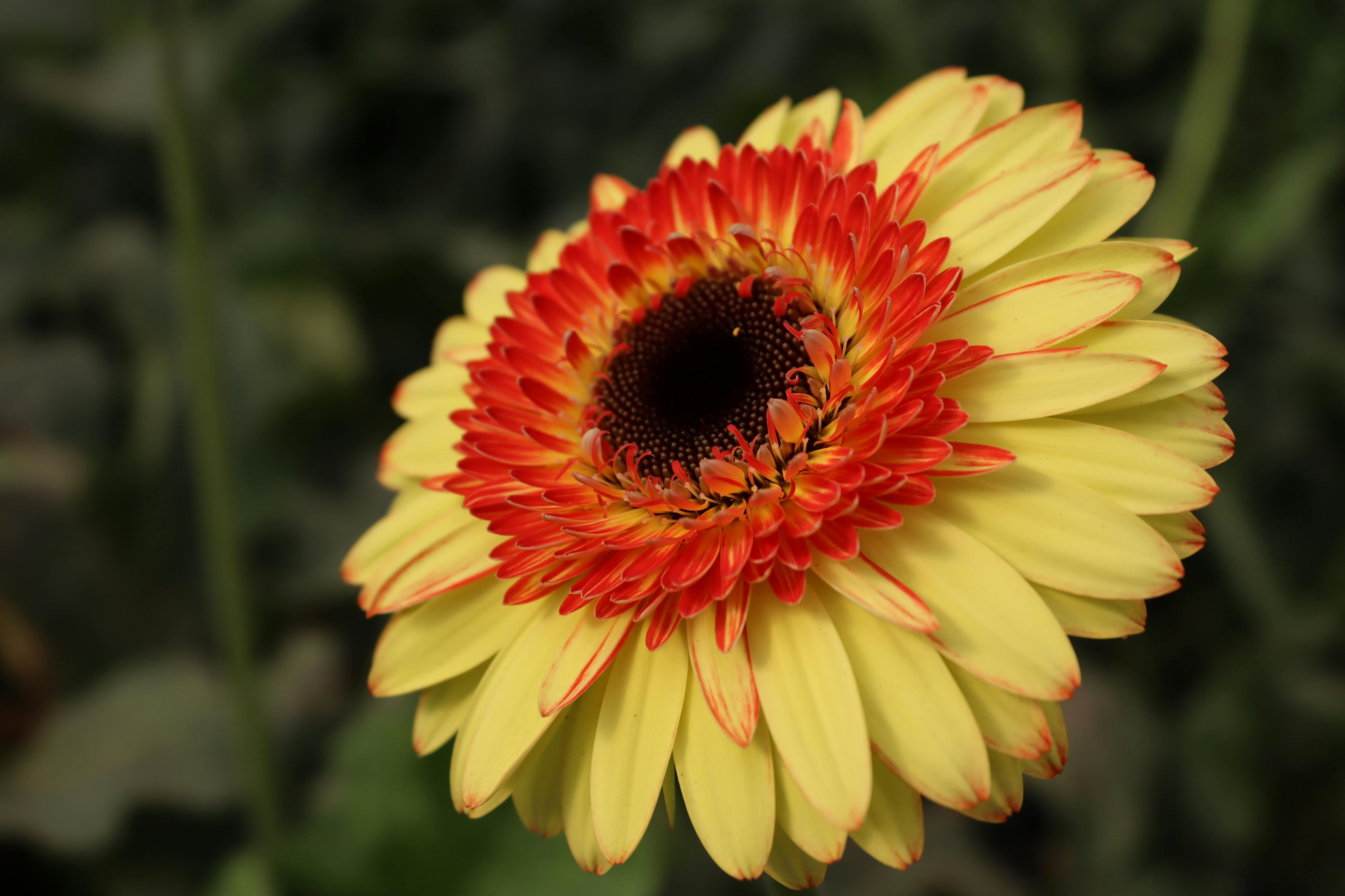 Close-up of a Gerbera in Full Bloom · Free Stock Photo