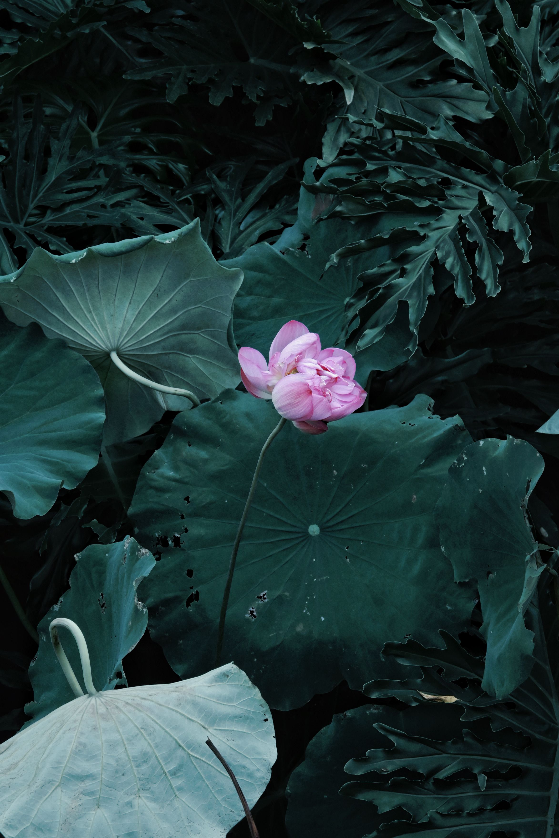 Yukka Plant Photos, Download The BEST Free Yukka Plant Stock Photos ...