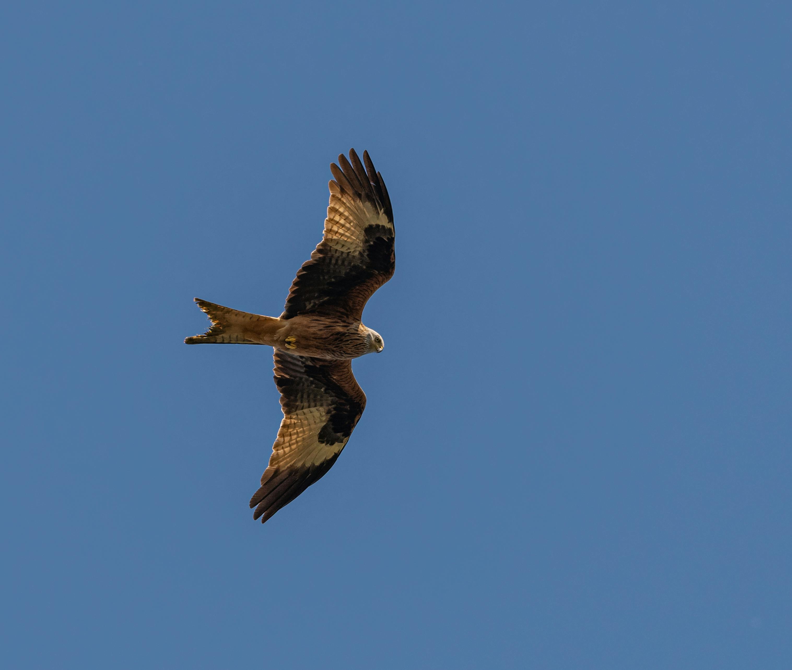 View of a Flying Bat · Free Stock Photo