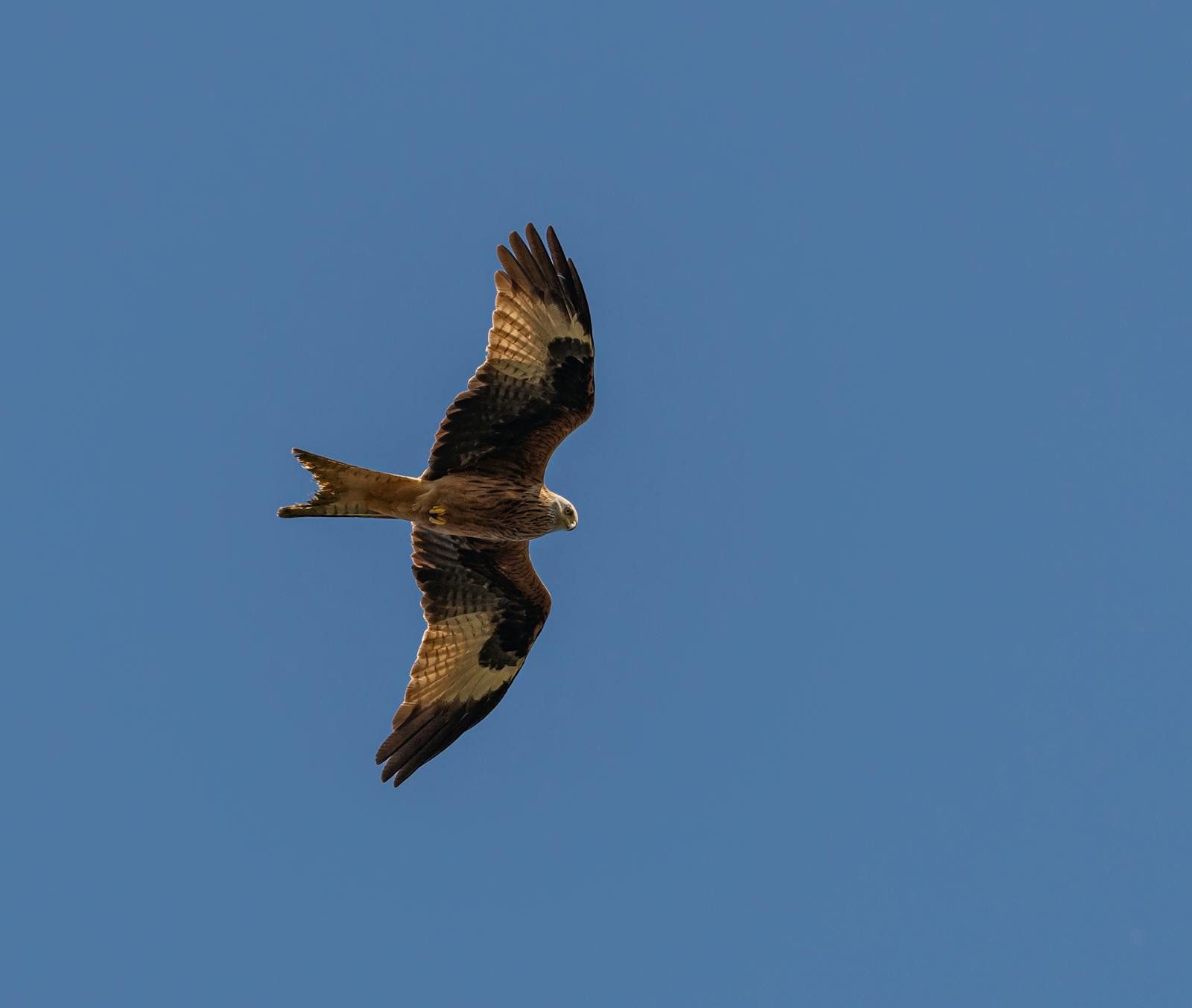 Falcon Flying Photos, Download The BEST Free Falcon Flying Stock Photos ...