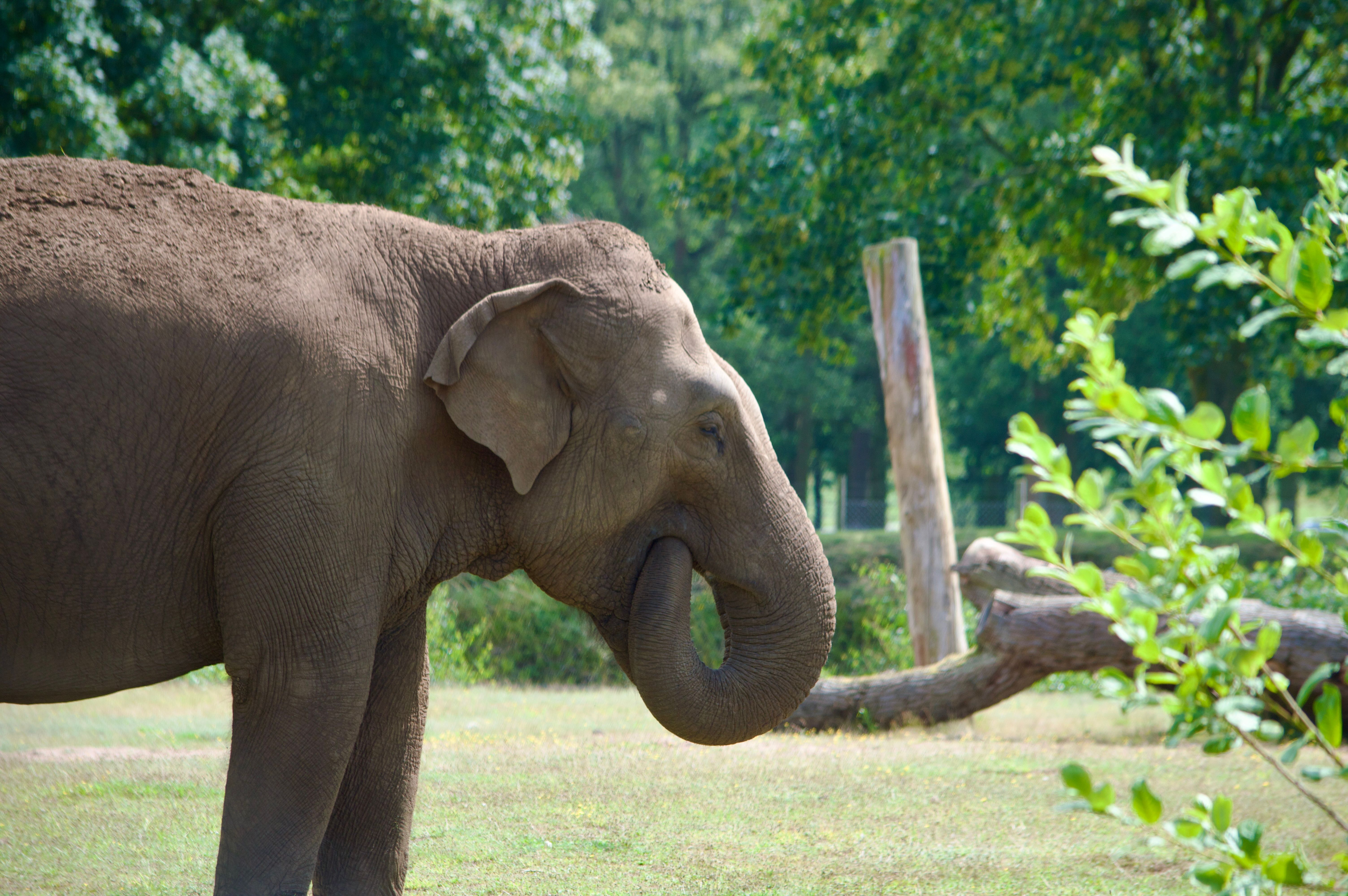An Elephant Standing Outside · Free Stock Photo