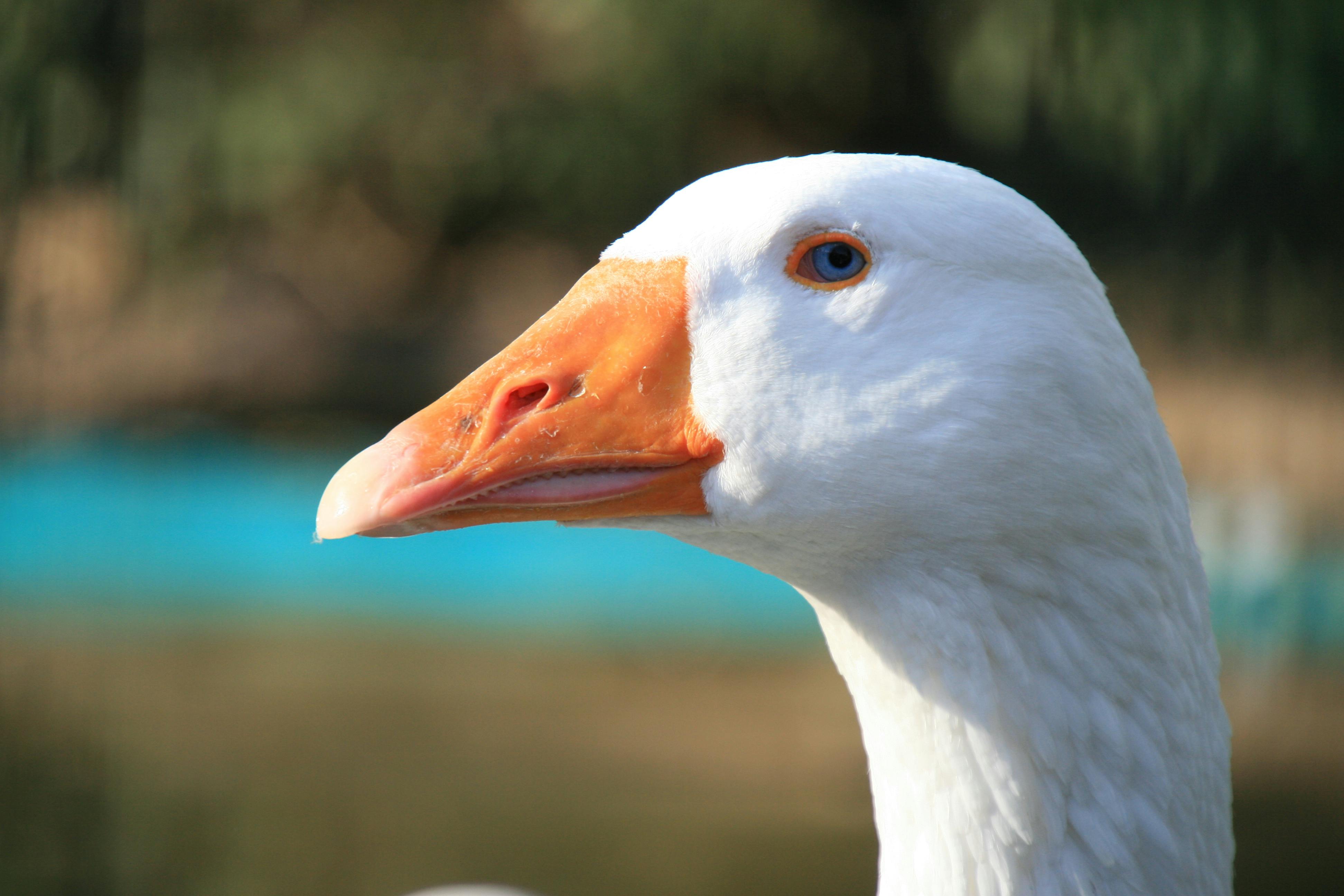 Anime 8k Wallpaper Photos, Download The BEST Free Anime 8k Wallpaper ...