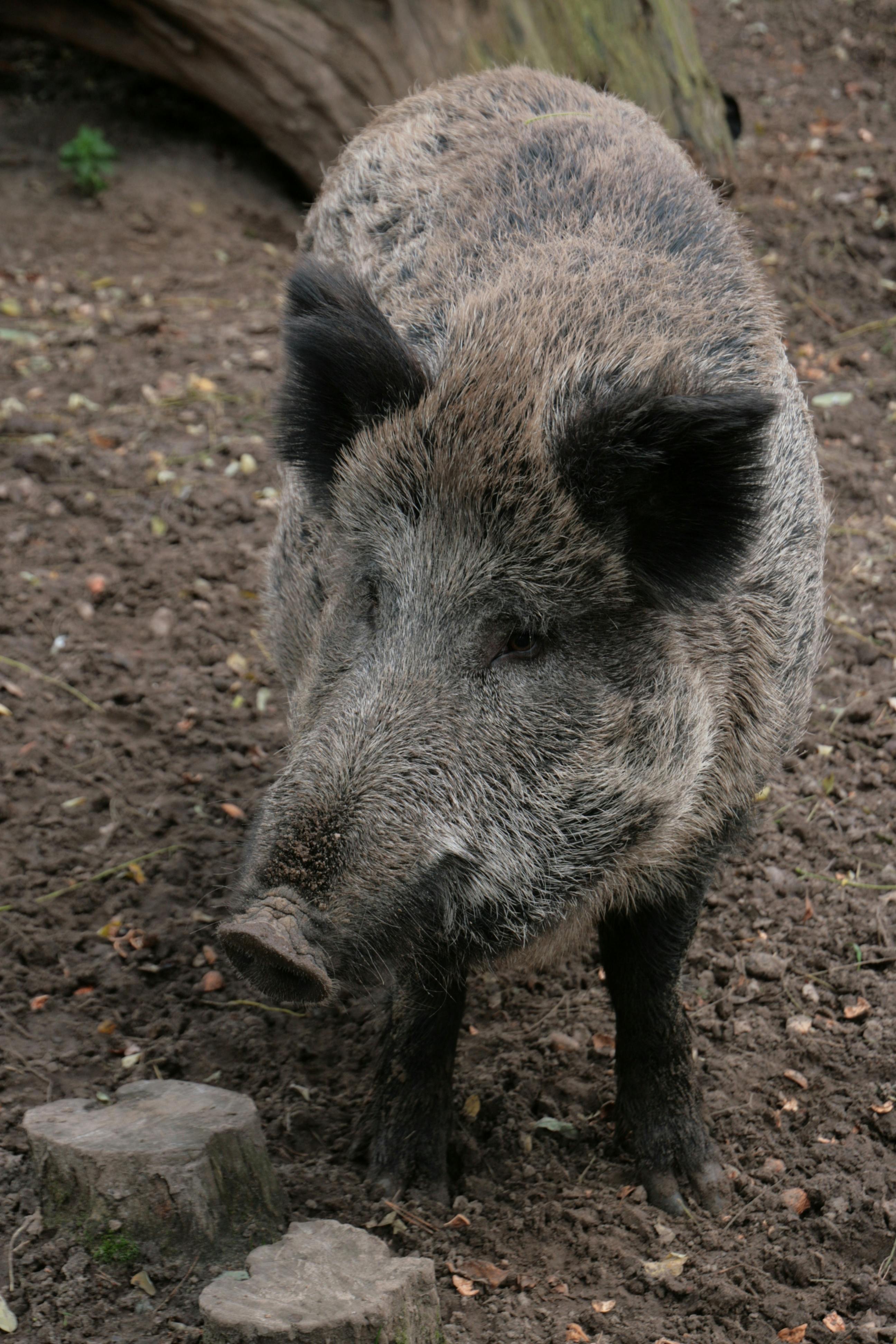 Brown Wild Boar on Dirt Ground at Daytime · Free Stock Photo