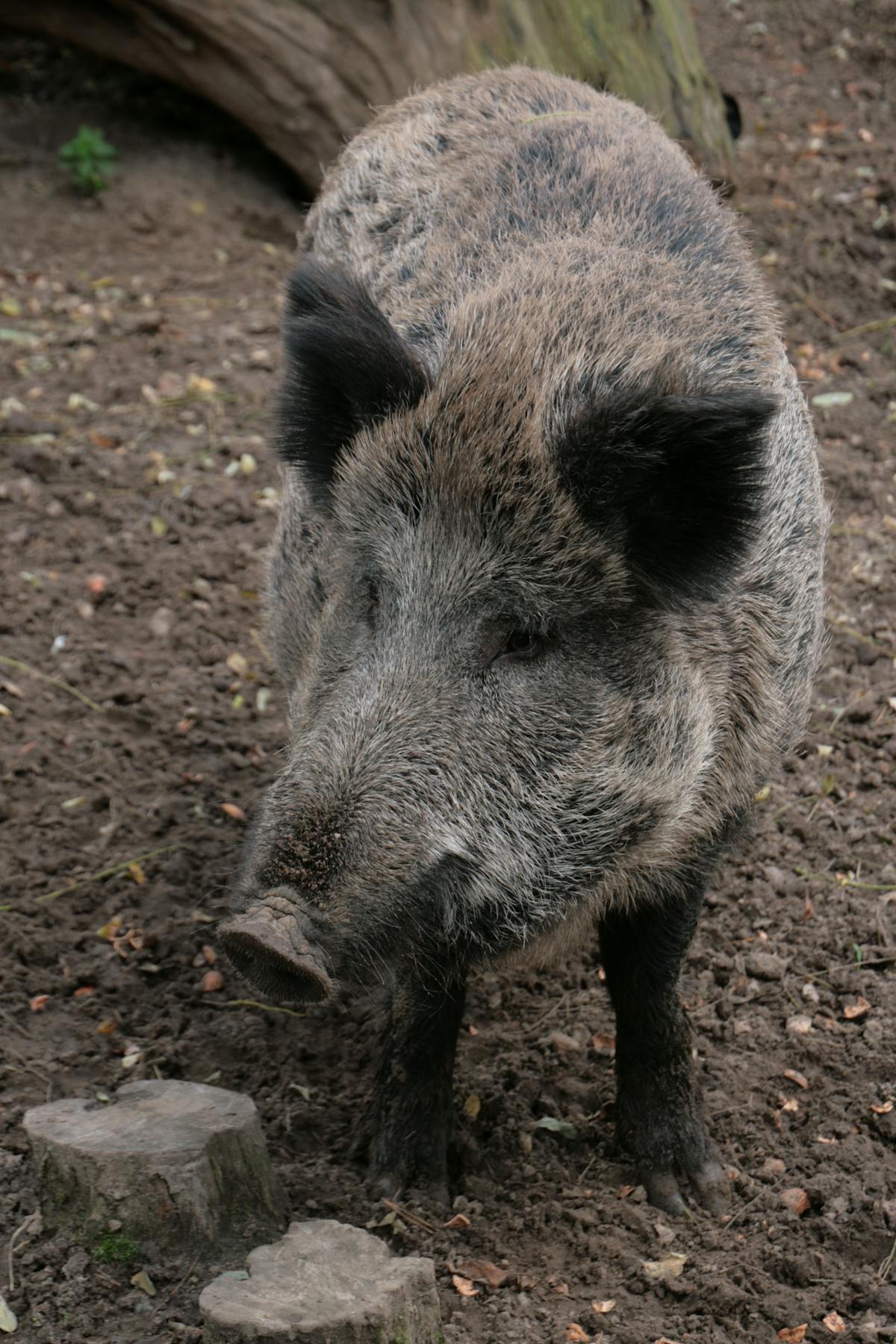 Wild Boar Hog Photos, Download The BEST Free Wild Boar Hog Stock Photos ...