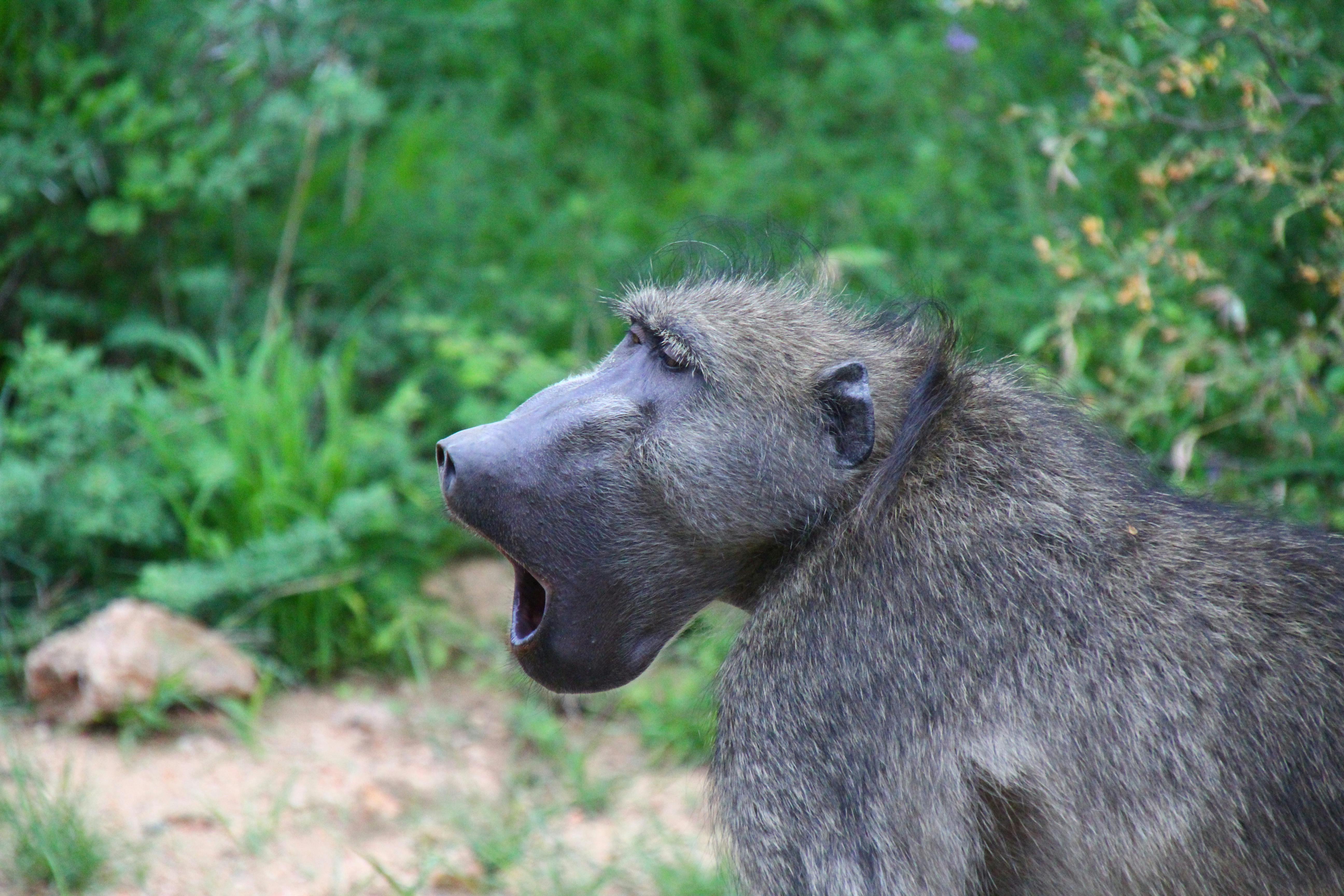 Familia Animal Photos, Download The BEST Free Familia Animal Stock ...