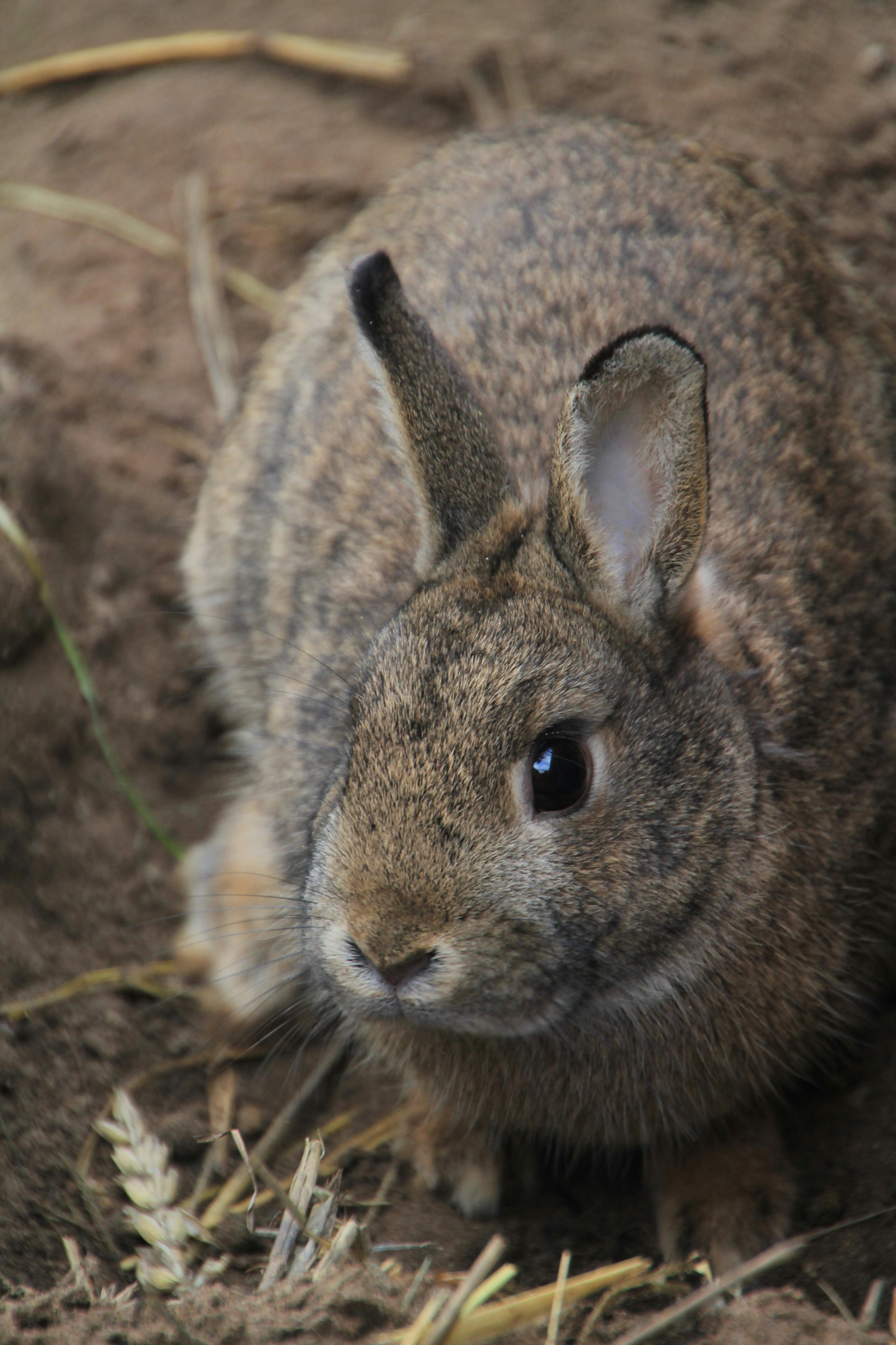 Rabbit in Nature · Free Stock Photo