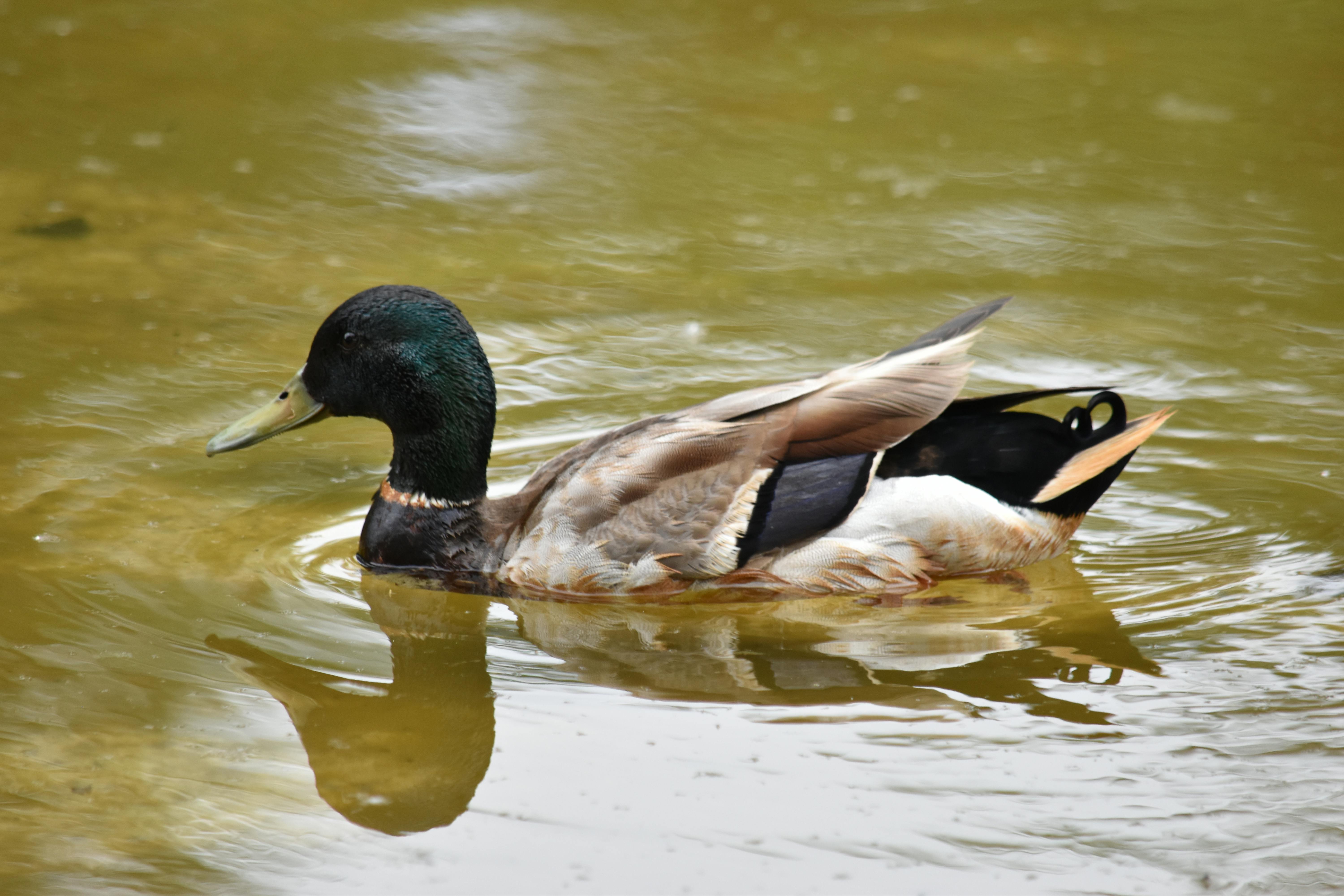 Sristi Saha - Photography