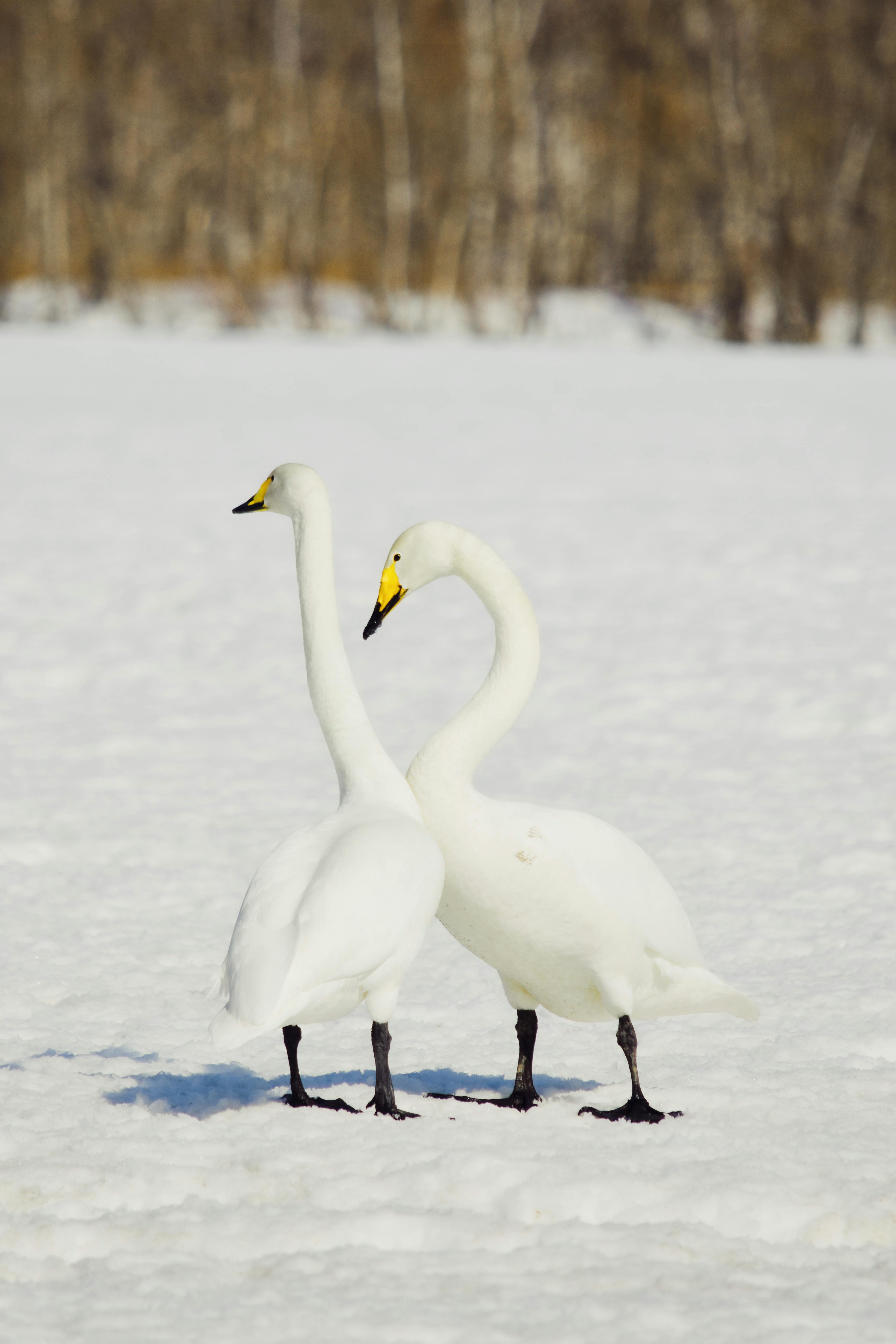 Sristi Saha - Photography