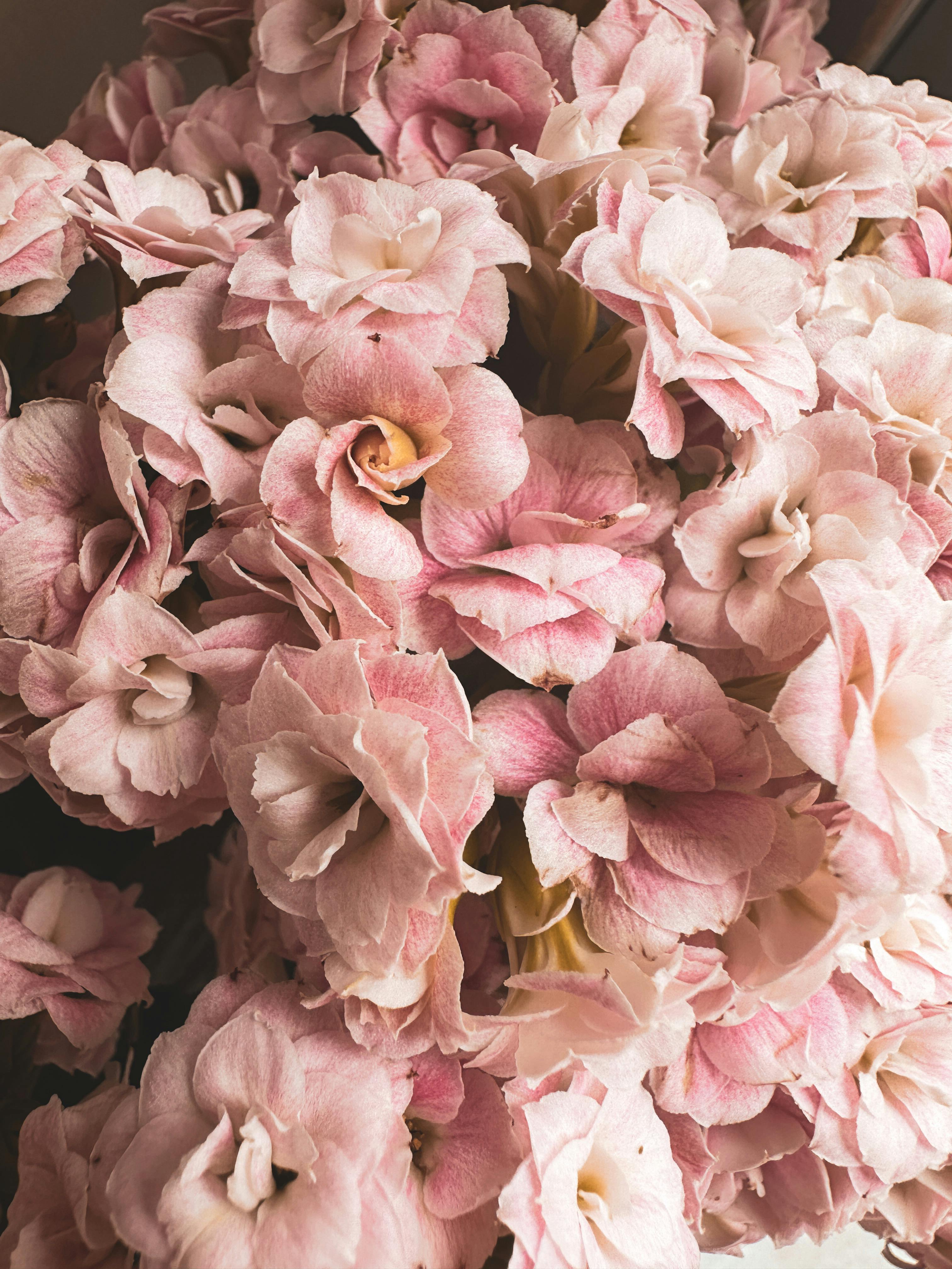 Close-up of a Bunch of Pink Gardenias · Free Stock Photo