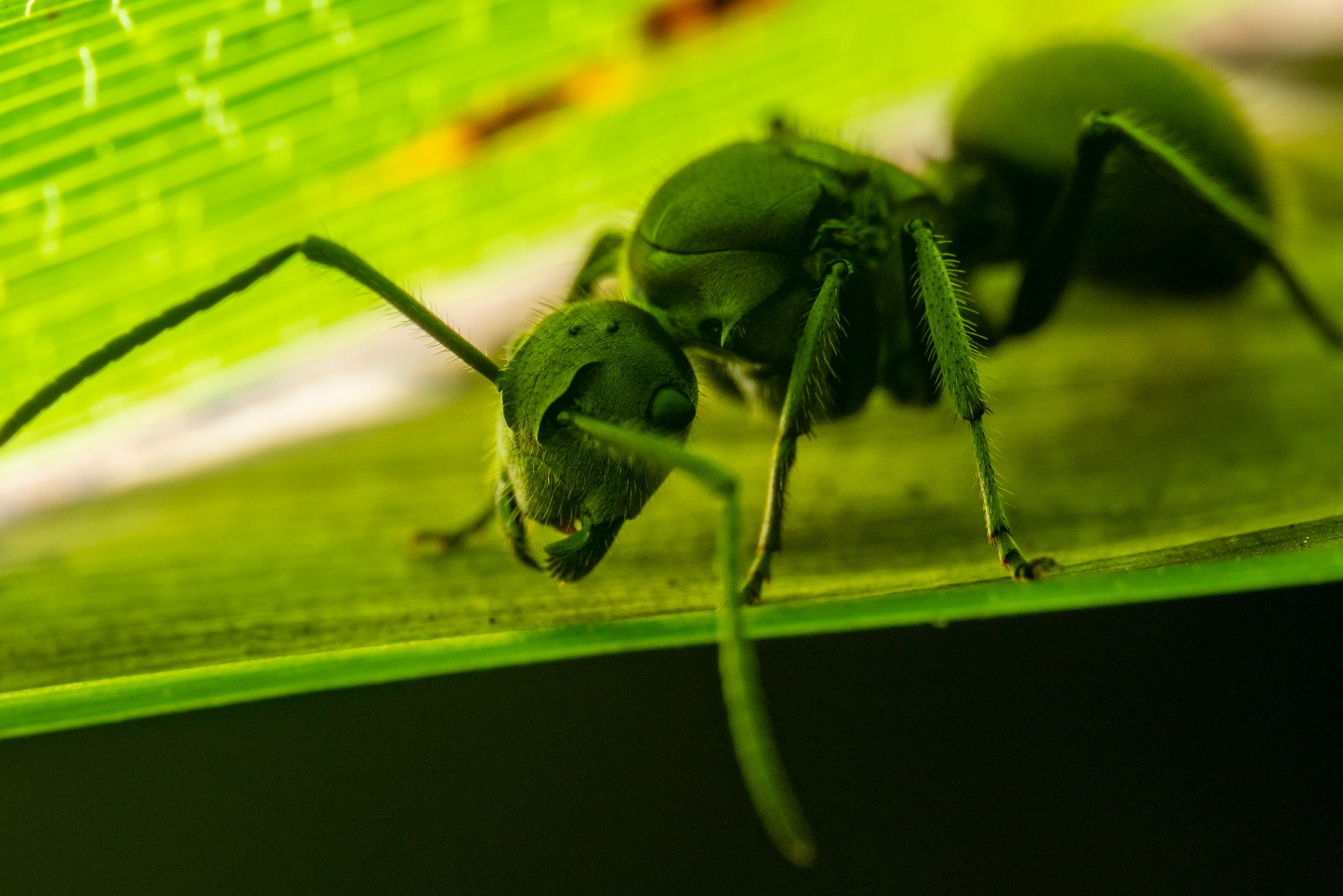 Extreme Close-up of an Ant on a Leaf · Free Stock Photo