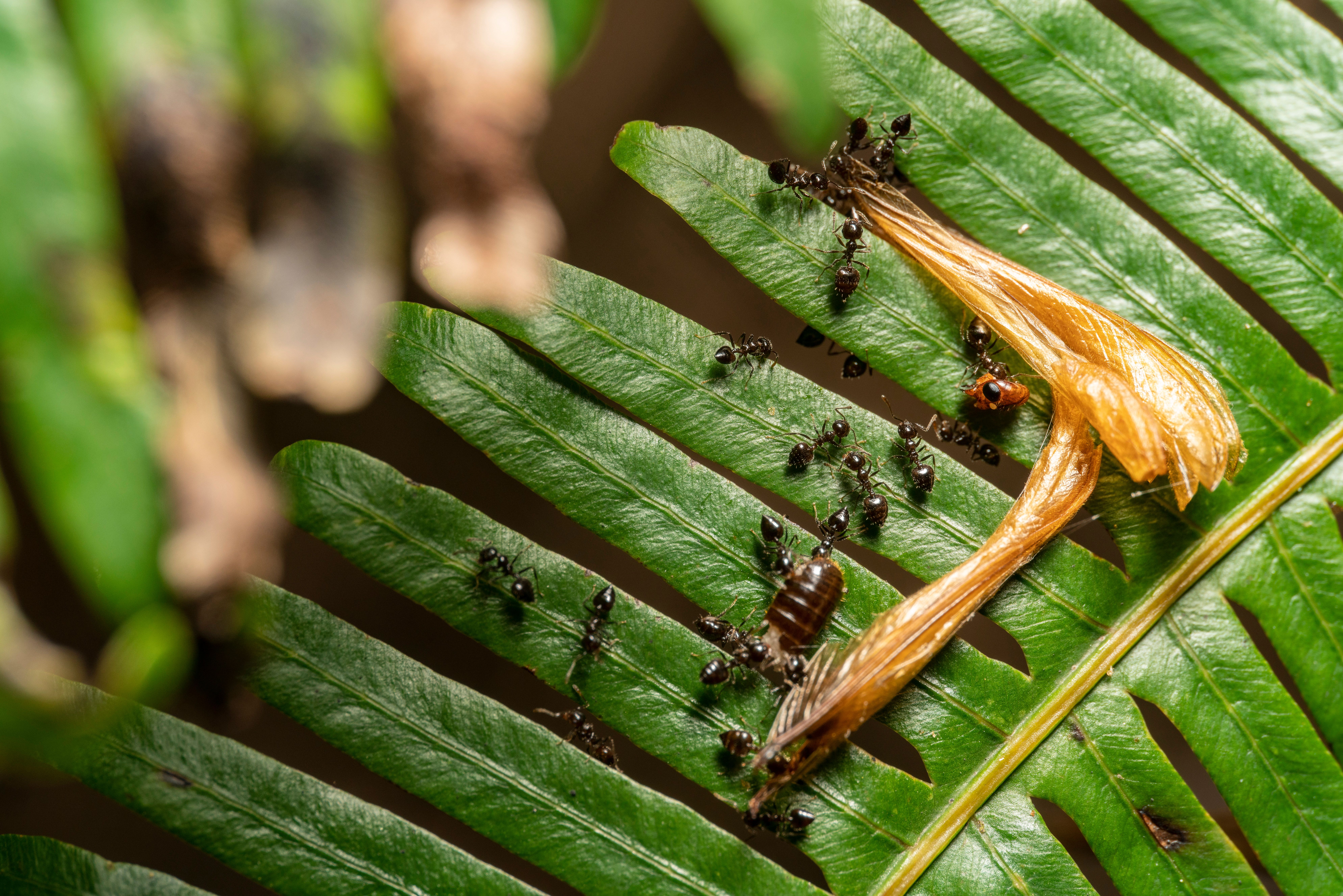 Ants on a Leaf · Free Stock Photo