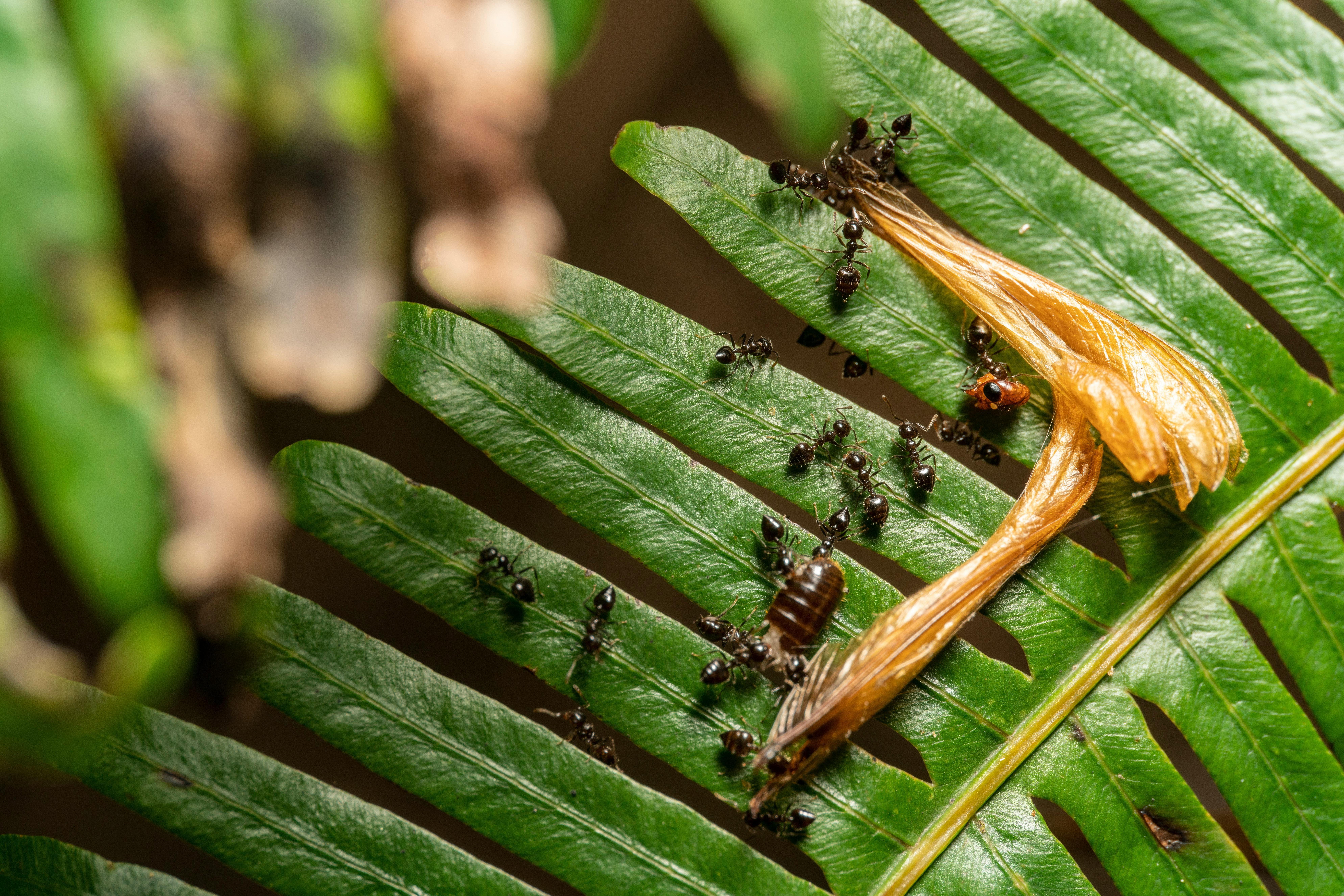 Ảnh có sẵn miễn phí về @ngoài trời, ánh sáng tự nhiên, cận cảnh, cánh ...