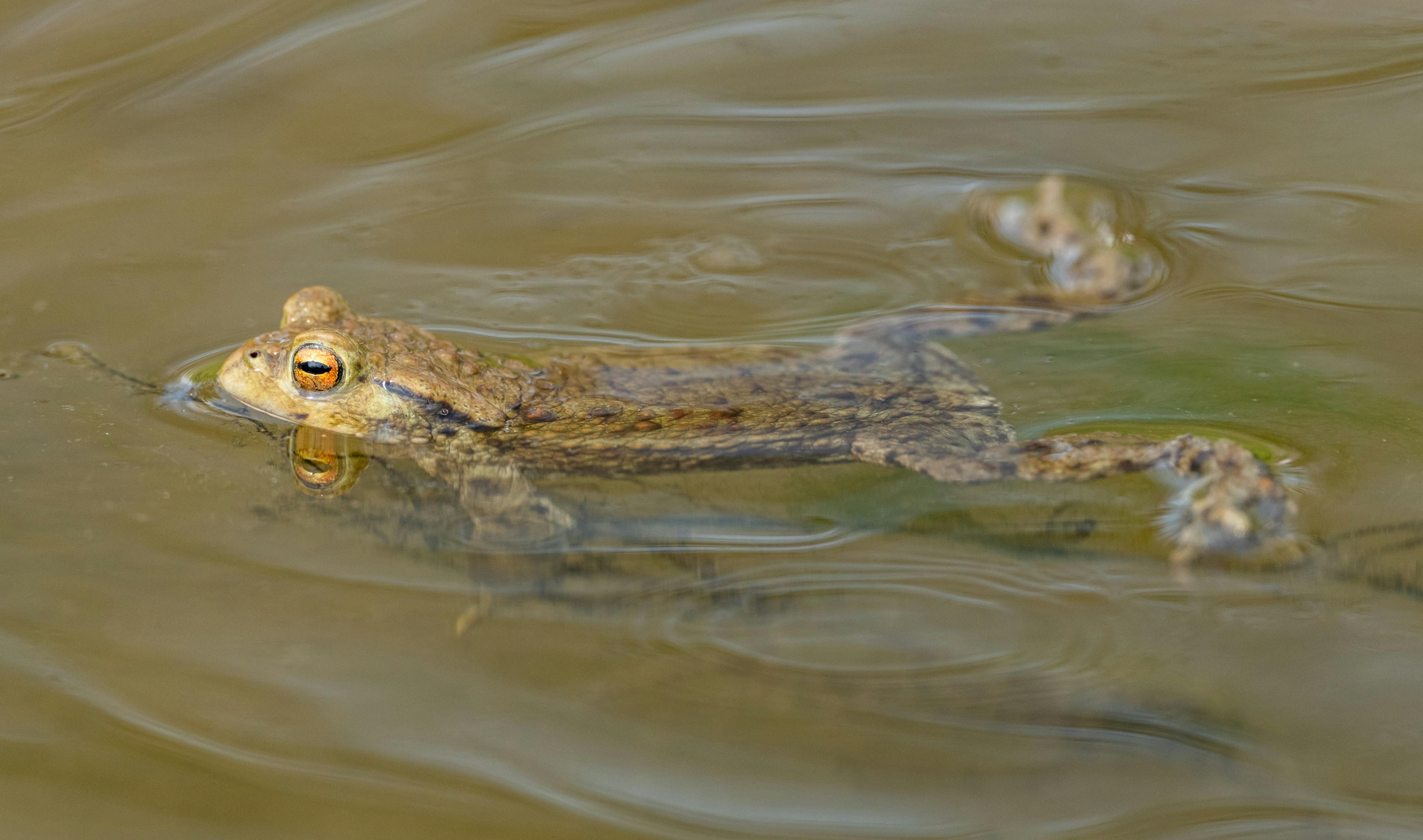 Close-up of a Toad in the Water · Free Stock Photo