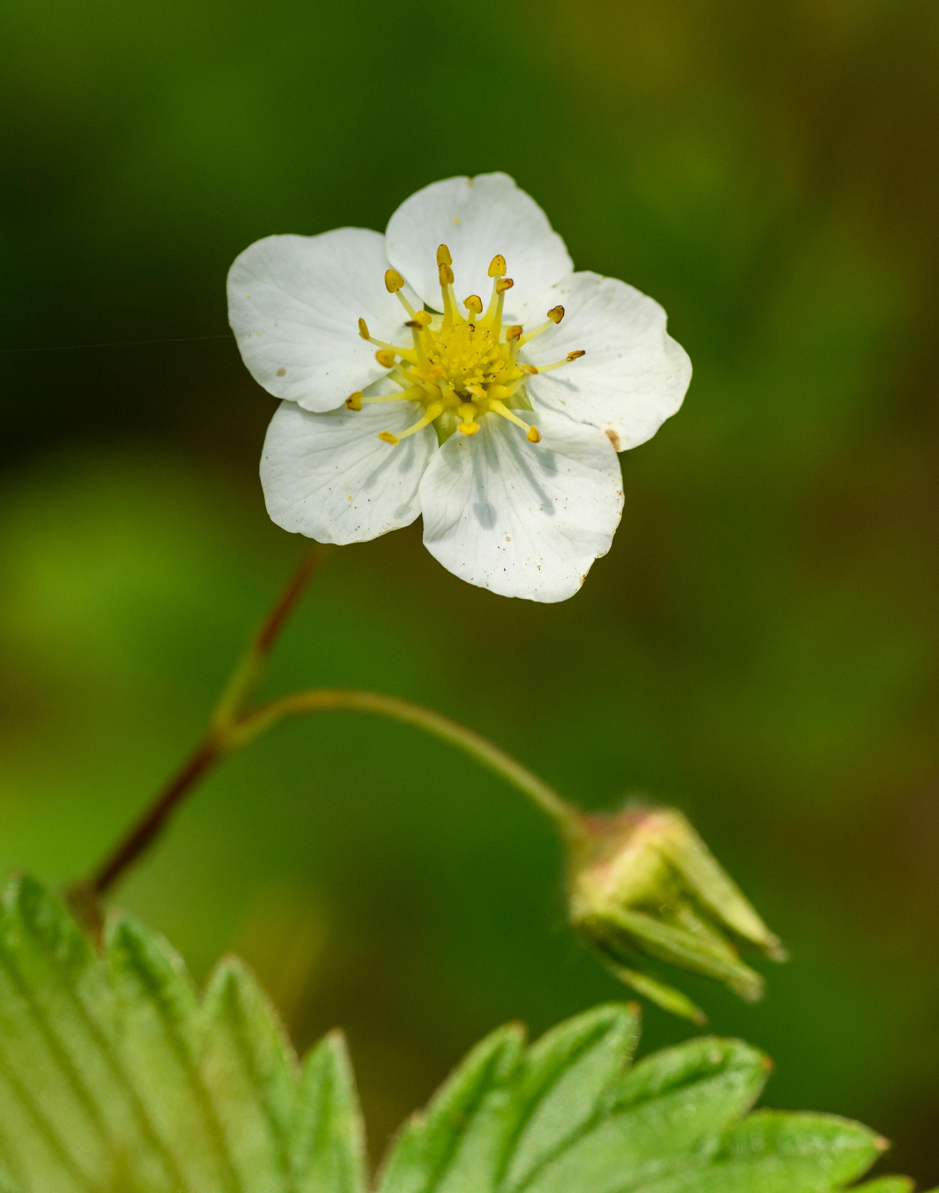White Flower in Forest · Free Stock Photo