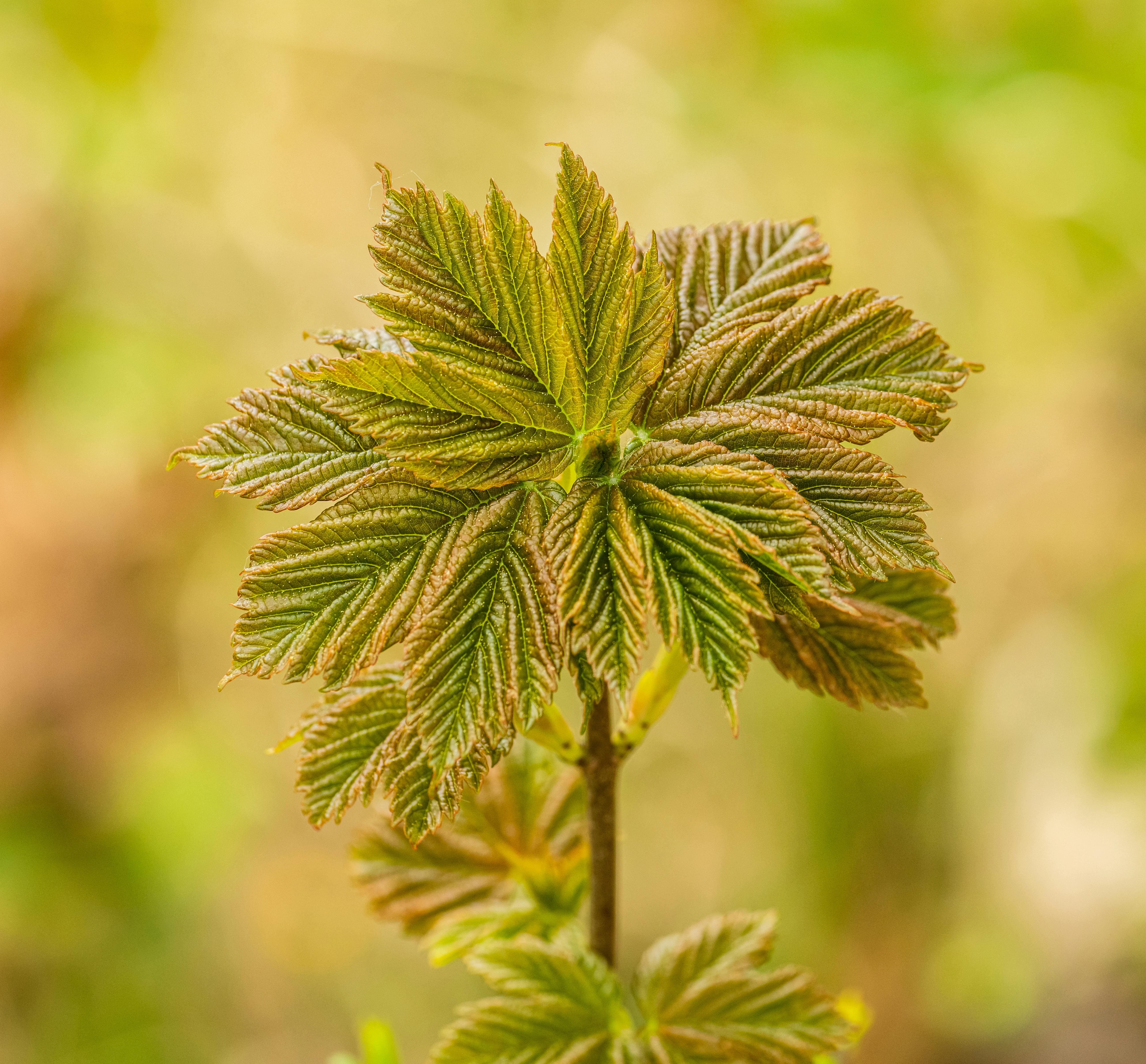 Clone Leaf in a Forest · Free Stock Photo