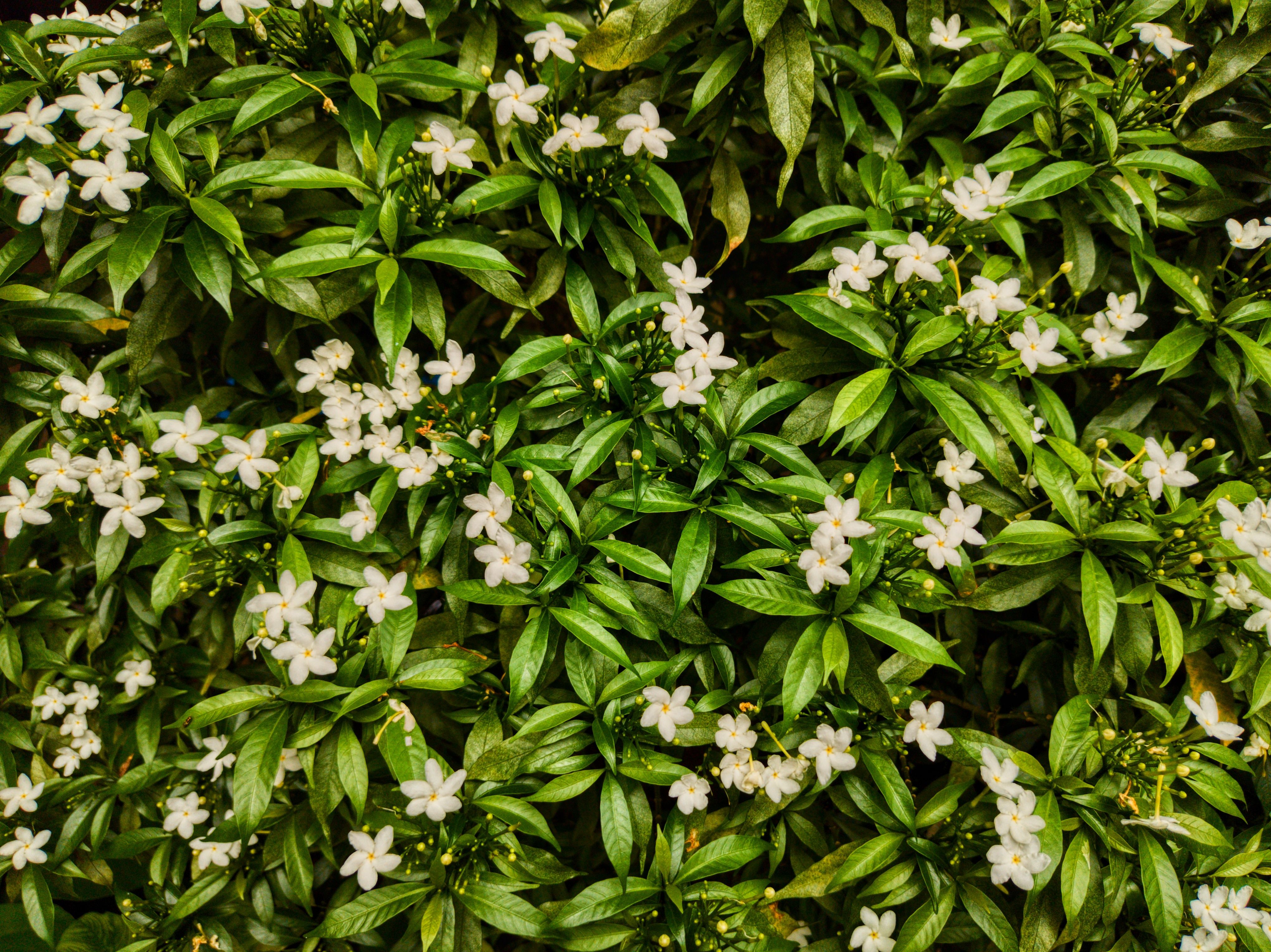 Trees, Shrubs and Lawn in a Garden · Free Stock Photo