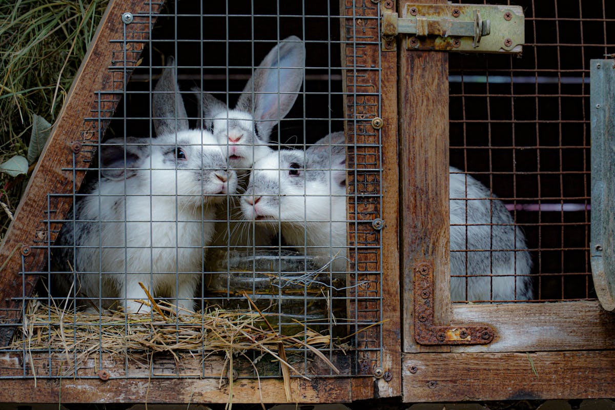 Rabbit Cage Photos, Download The BEST Free Rabbit Cage Stock Photos ...