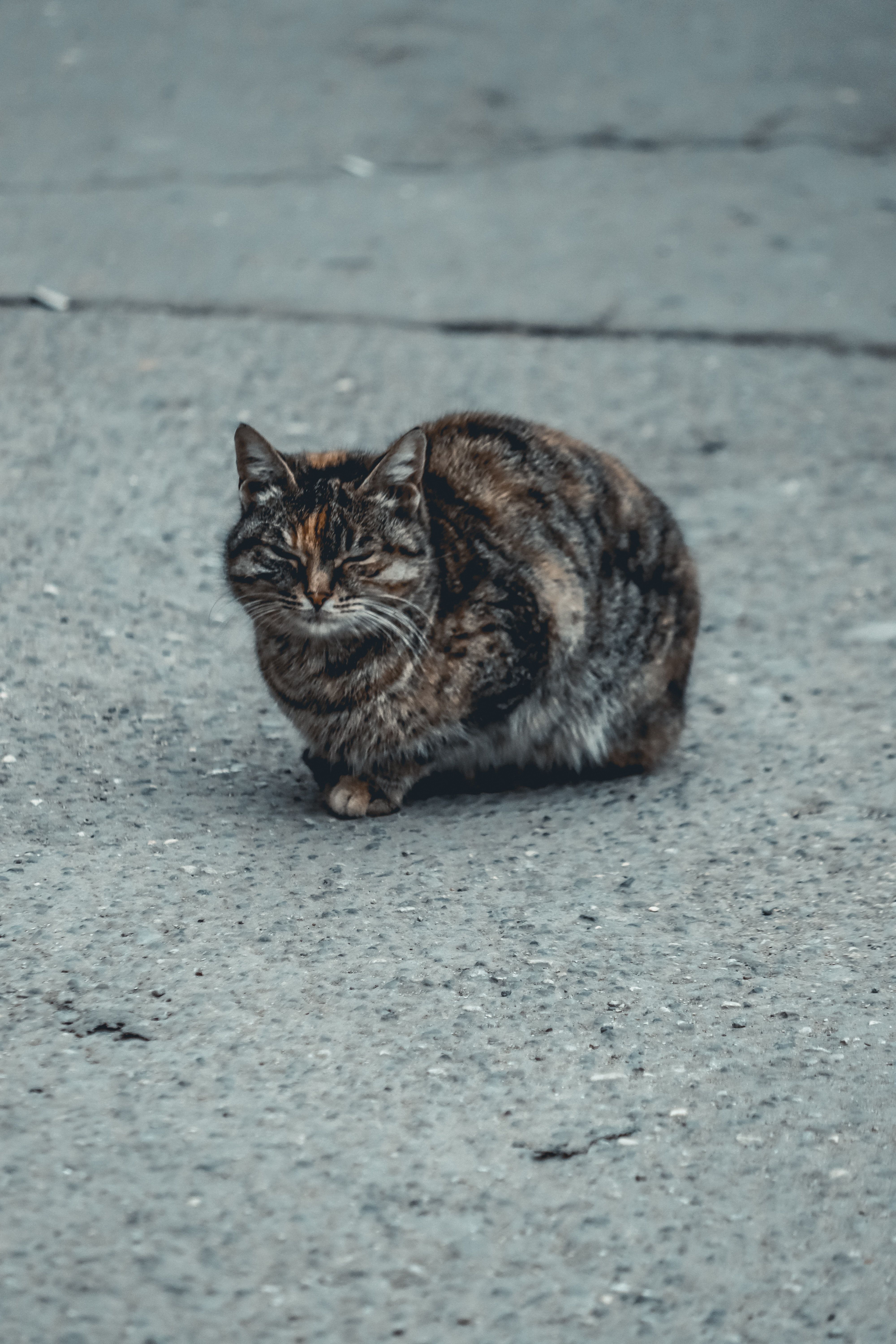 A Tortoiseshell Cat Sitting on Concrete · Free Stock Photo