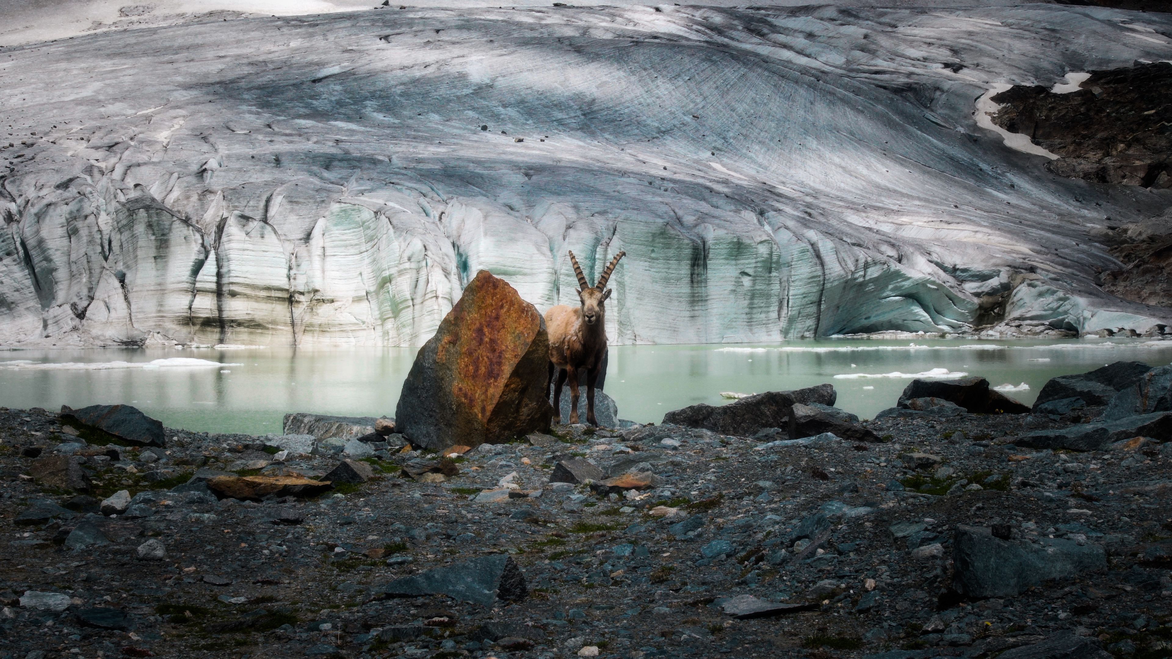 An Alpine Ibex Standing next to a Rock on the Background of a Glacier ...
