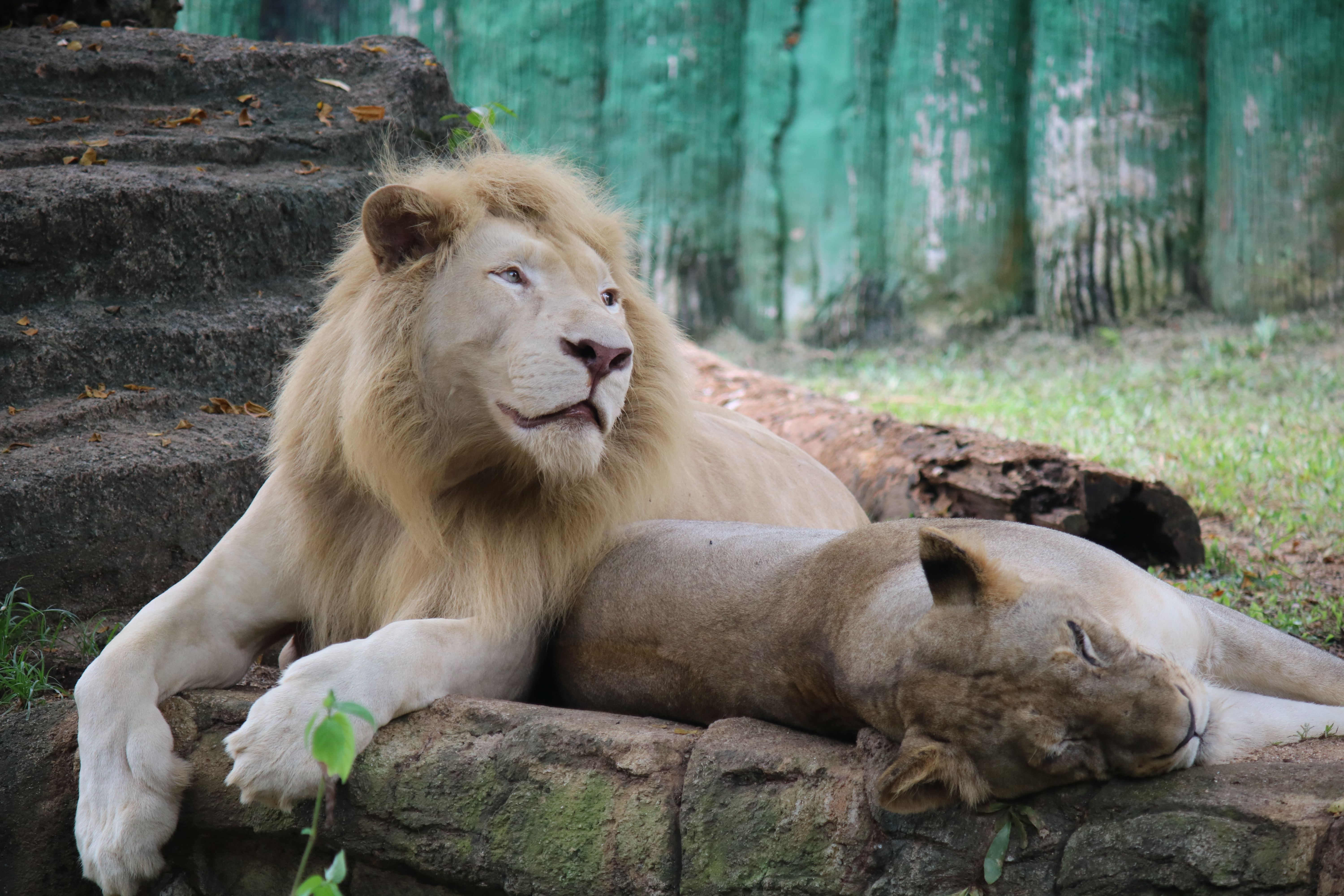 Lions at the Zoo · Free Stock Photo