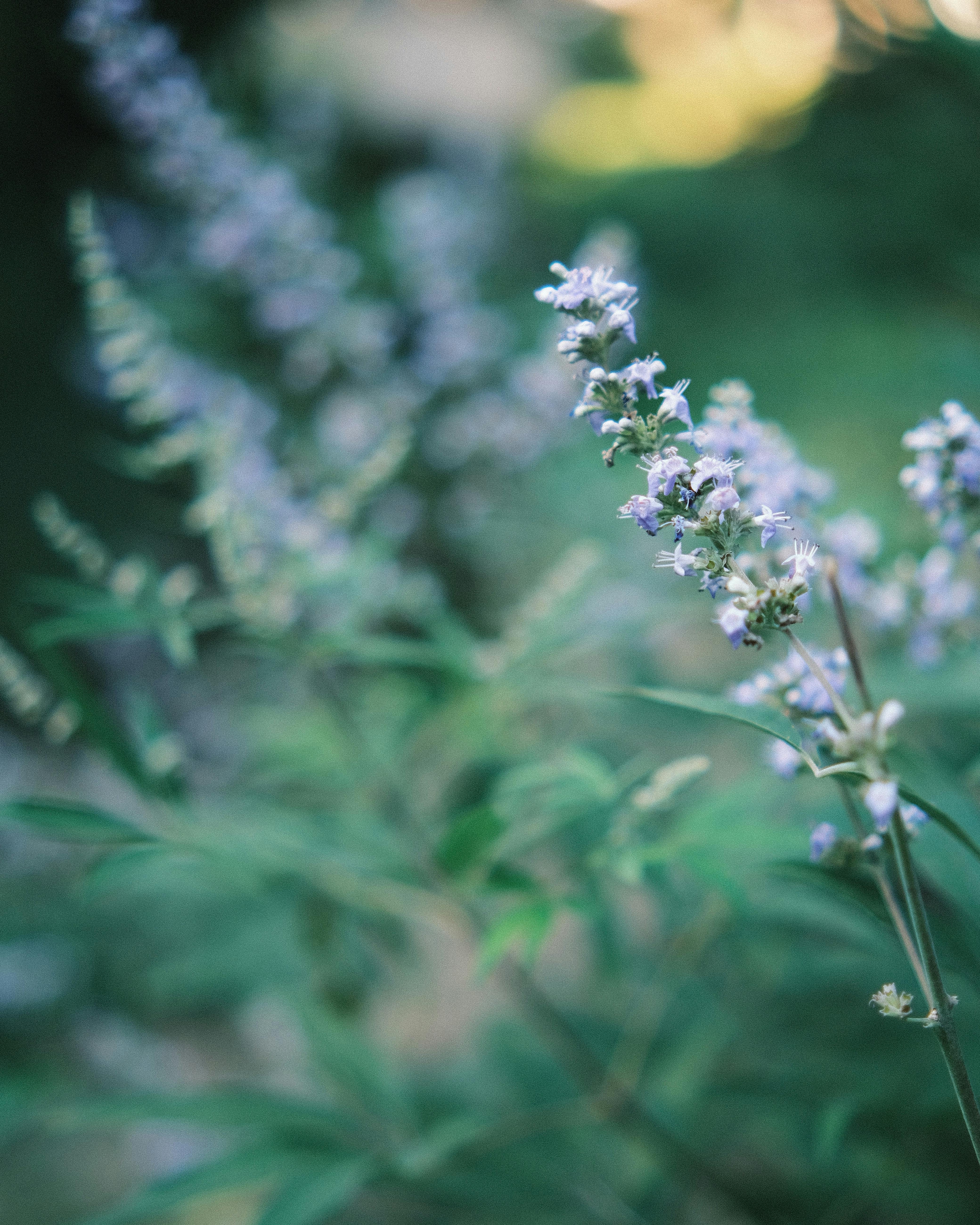 Bi Plants Photos, Download The BEST Free Bi Plants Stock Photos & HD Images