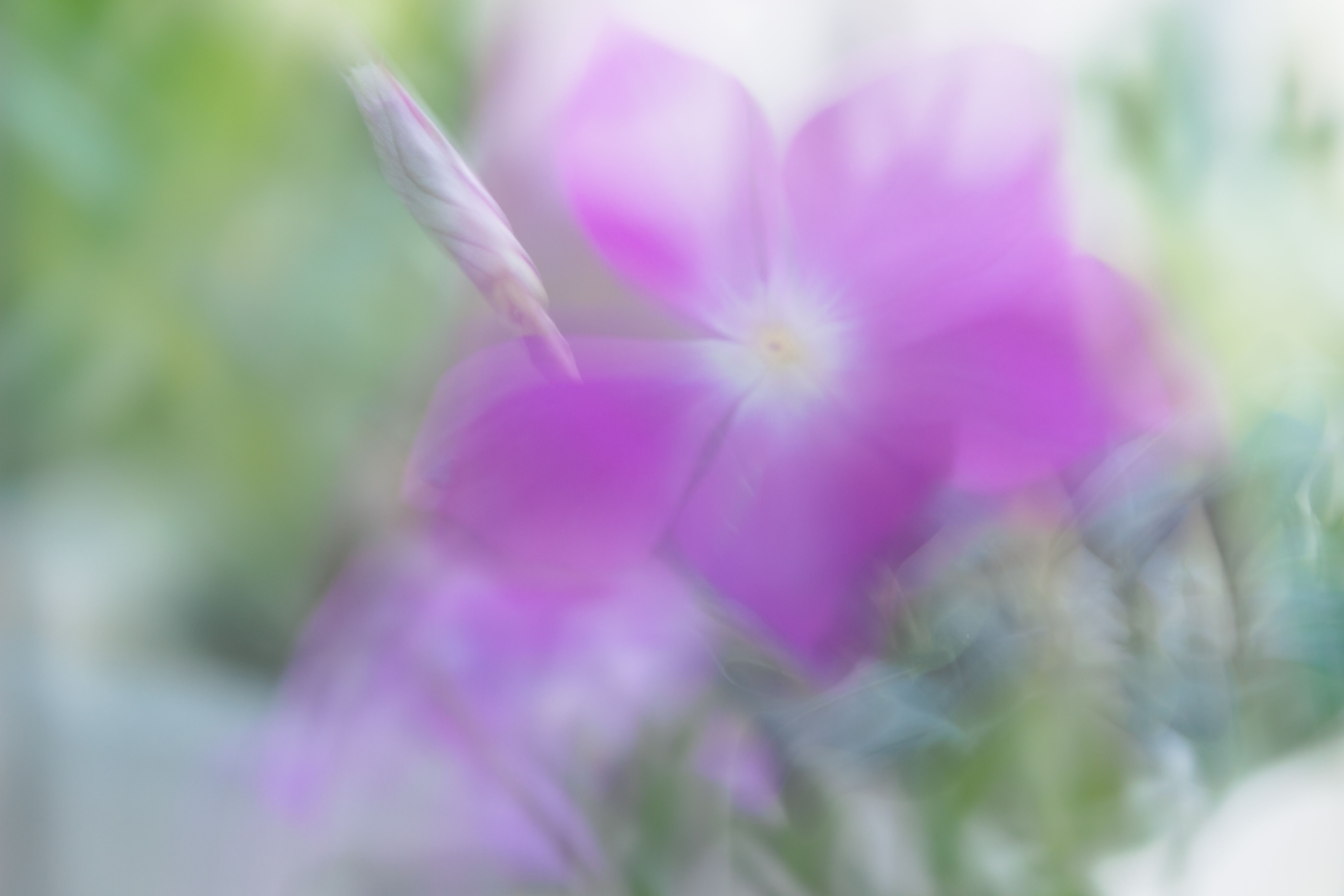 Flowers Behind a Translucent Glass · Free Stock Photo