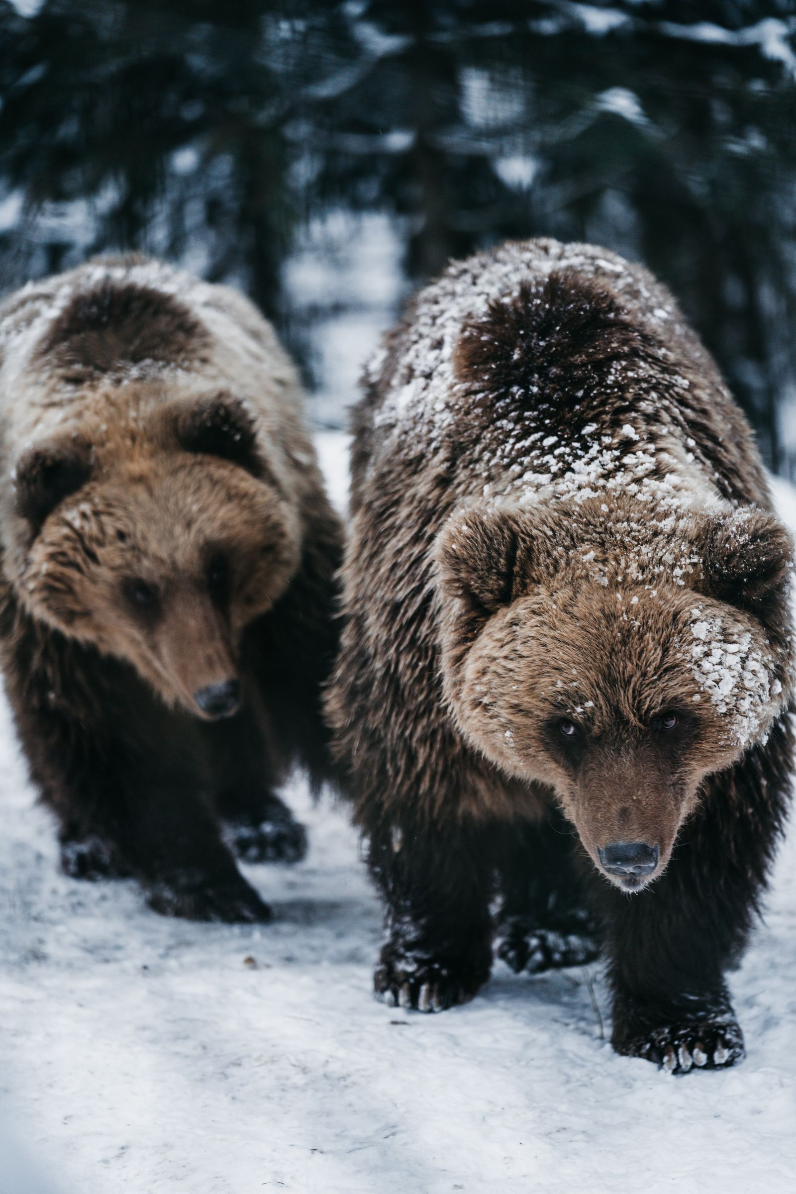 Bears Photos, Download The BEST Free Bears Stock Photos & HD Images