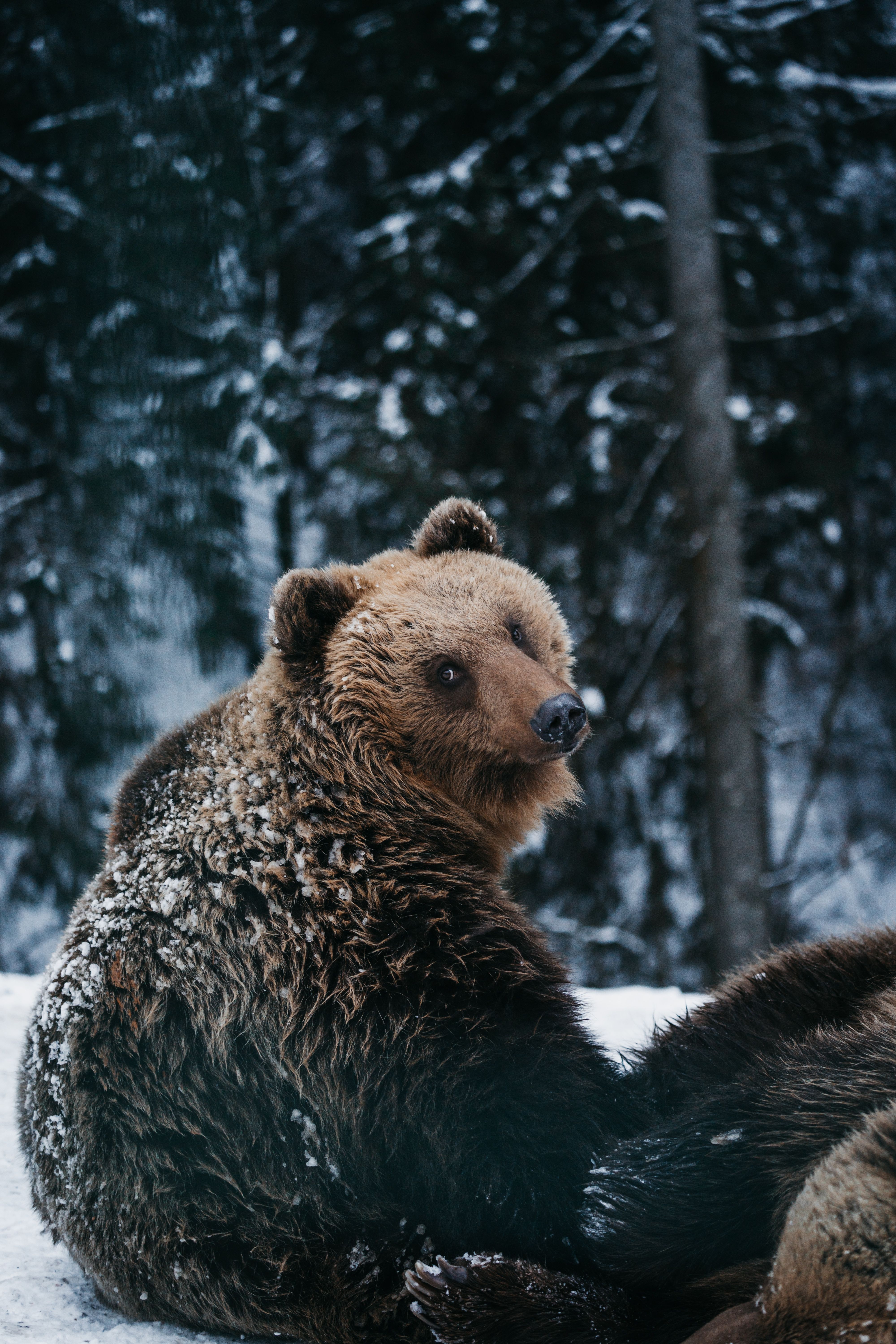 Ours Drôle · Photo gratuite