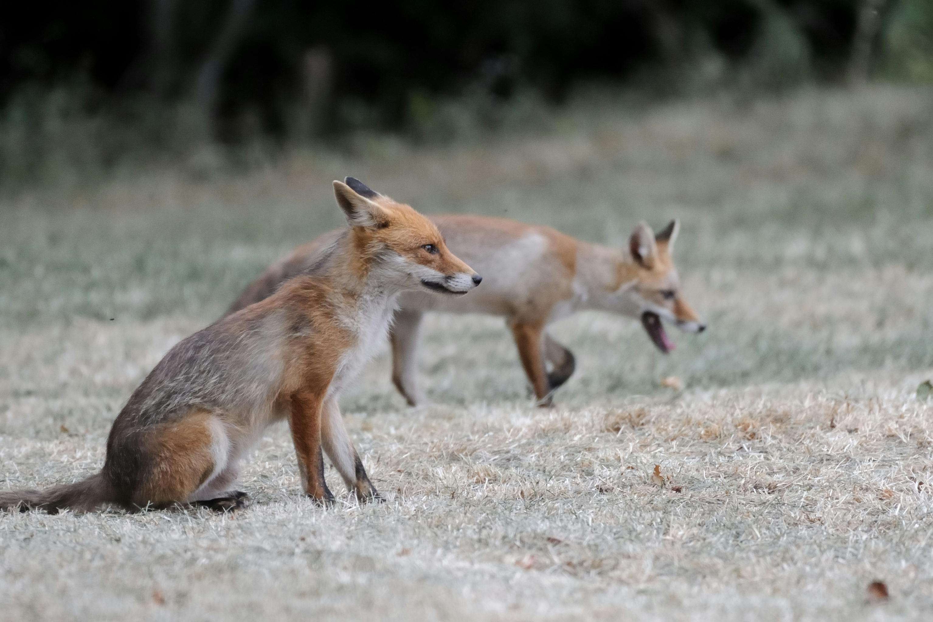 Two Foxes in a Field · Free Stock Photo