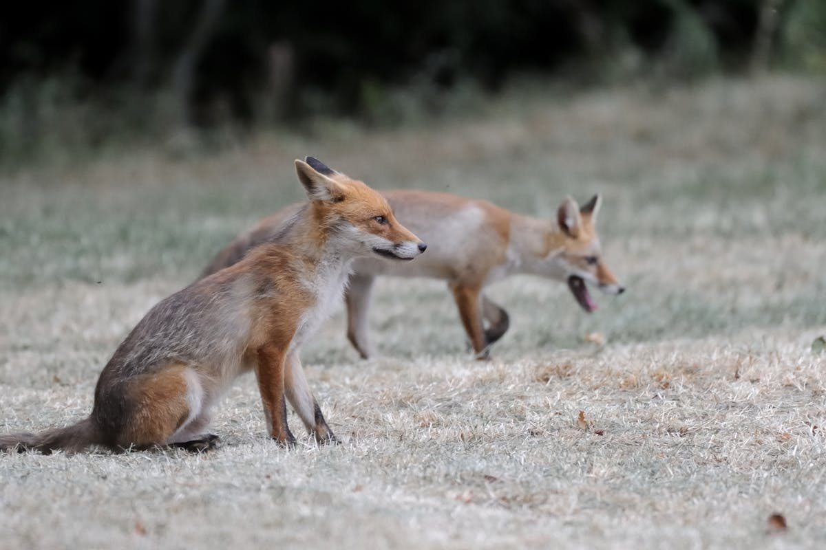 Foxes Photos, Download The BEST Free Foxes Stock Photos & HD Images