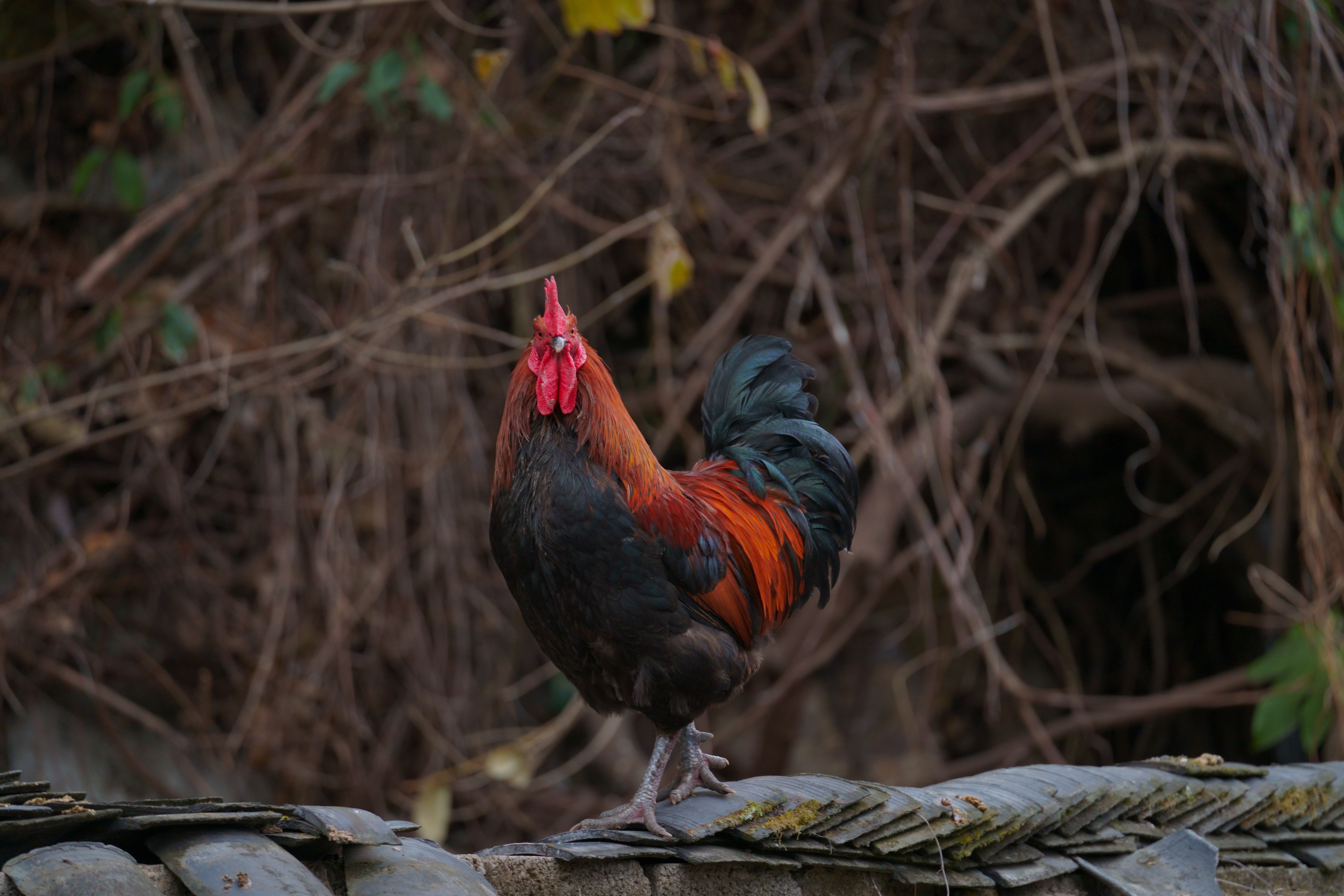 Portrait of a Rooster against Turquoise Sky with Clouds · Free Stock Photo