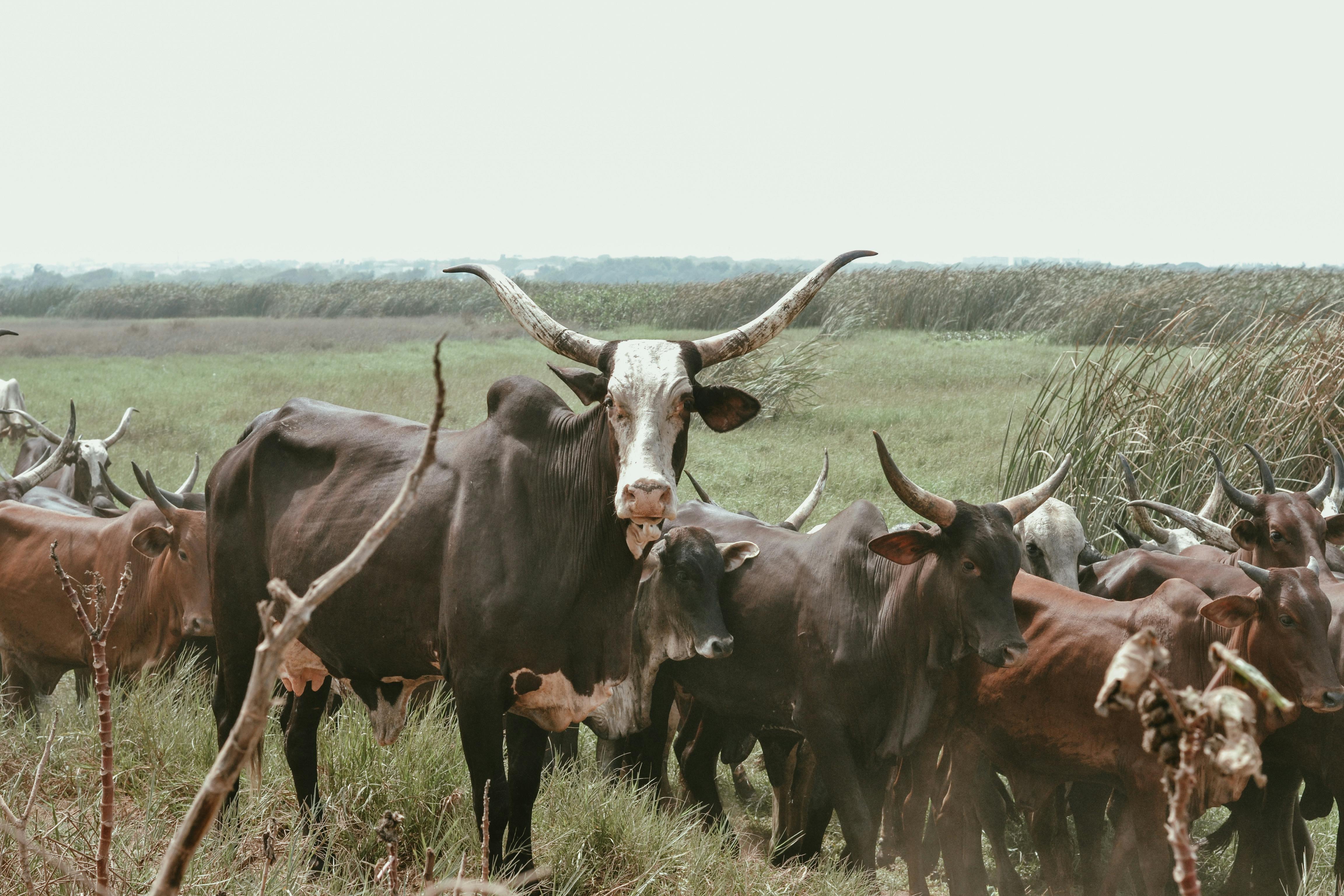 Herds of Cows in a Meadow · Free Stock Photo