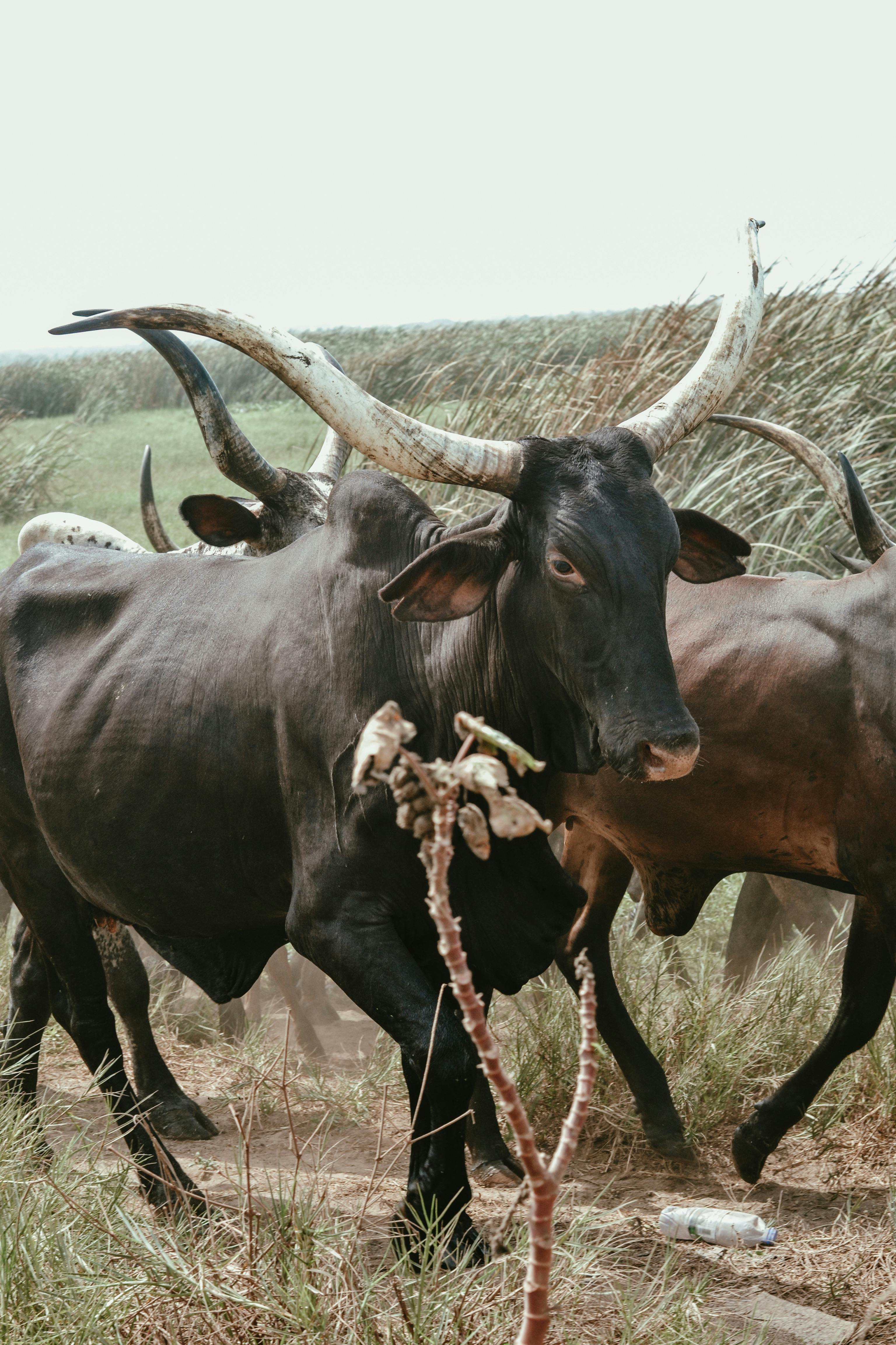 Oxen on Country Road · Free Stock Photo